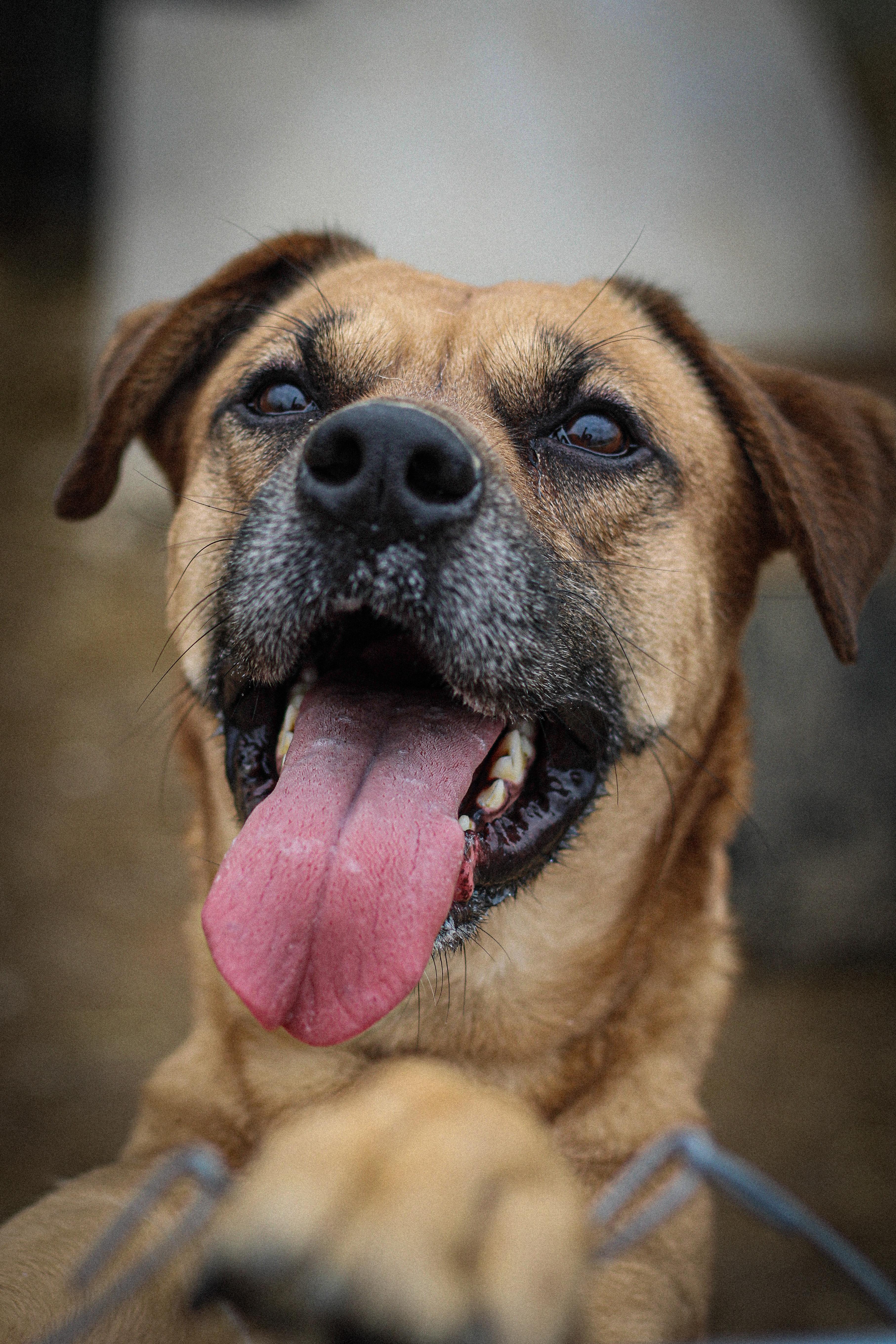 Dog for adoption - Collin, a Black Mouth Cur Mix in Calhoun, KY | Petfinder