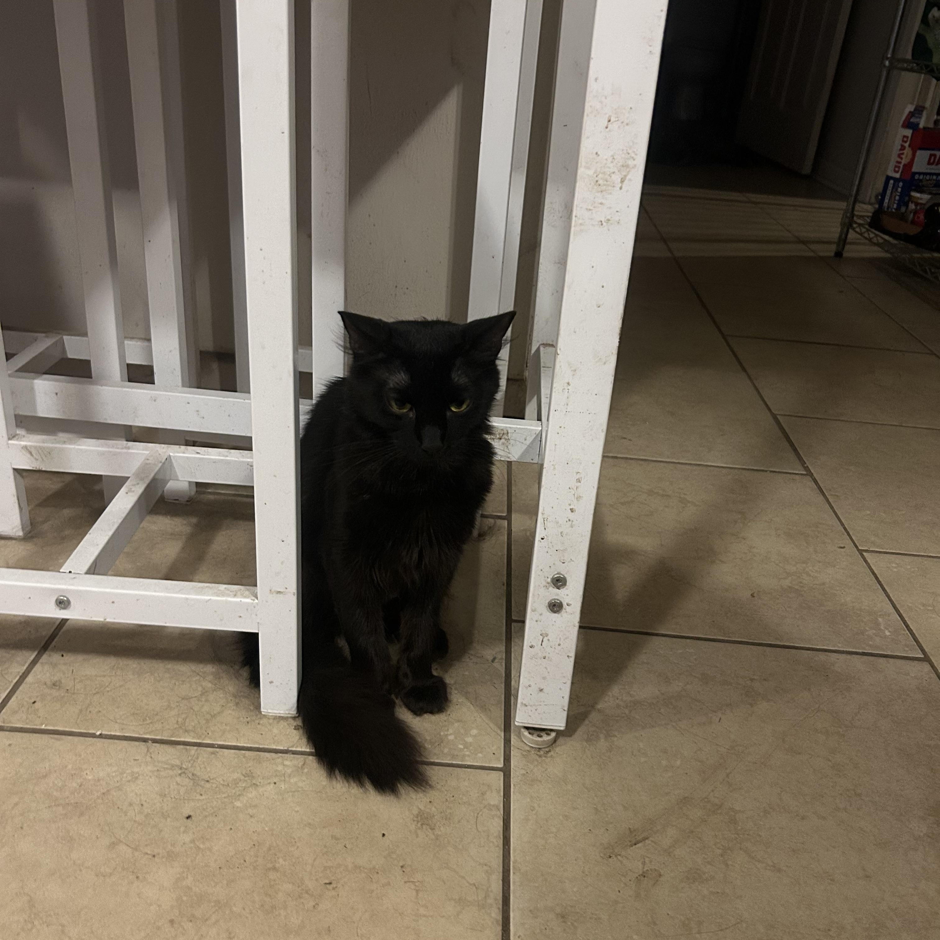 Cat for adoption - Ava, a Domestic Long Hair in Frisco, TX | Petfinder