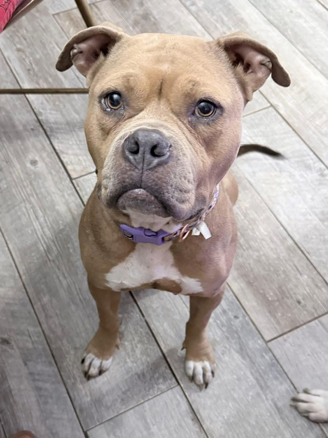 Jess - Adoptable Pet | Petfinder | Petfinder
