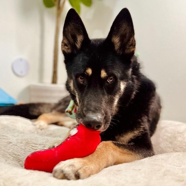 Dog for adoption - Rocky Balboa the Greatest Family Dog of all time, a ...