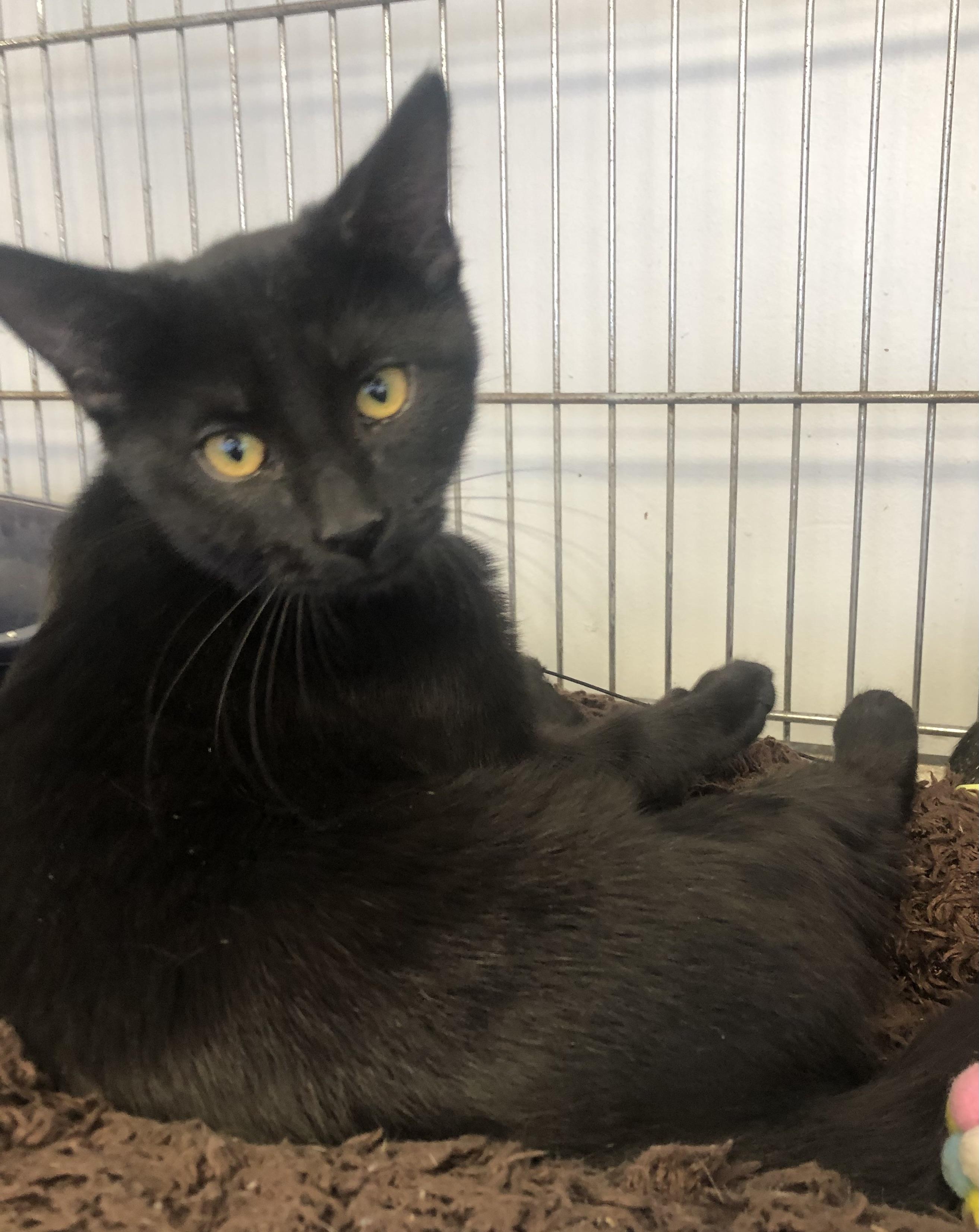 Cat for adoption - Prince Fluffy, an American Shorthair in Parma, OH ...