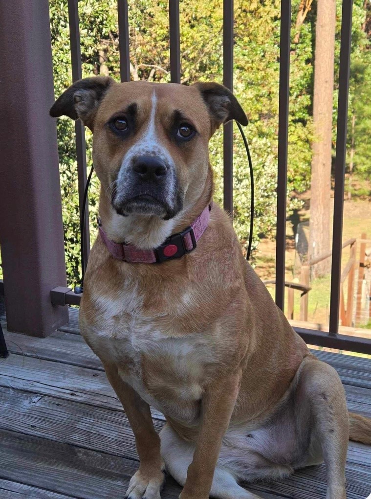 Dog for adoption - Ren, a Rottweiler & Pit Bull Terrier Mix in Tracy ...