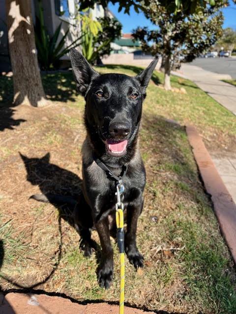 Dog for adoption - Rex, a Belgian Shepherd / Malinois in El Cajon, CA ...