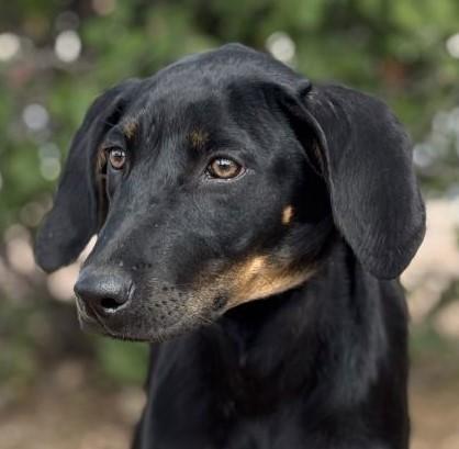 Dog for adoption - Halo, a Doberman Pinscher & Labrador Retriever Mix ...