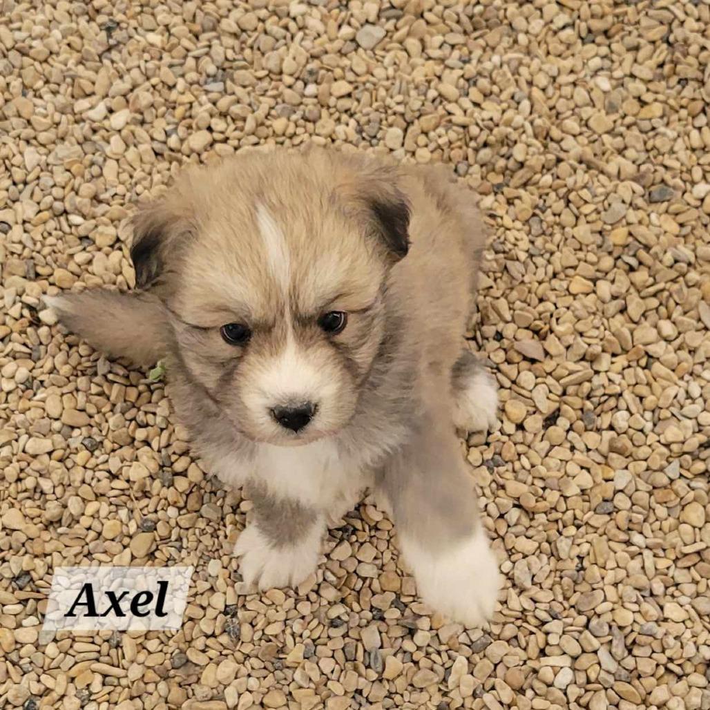 Dog for adoption - Axel JuM, a Labrador Retriever Mix in Seattle, WA | Petfinder