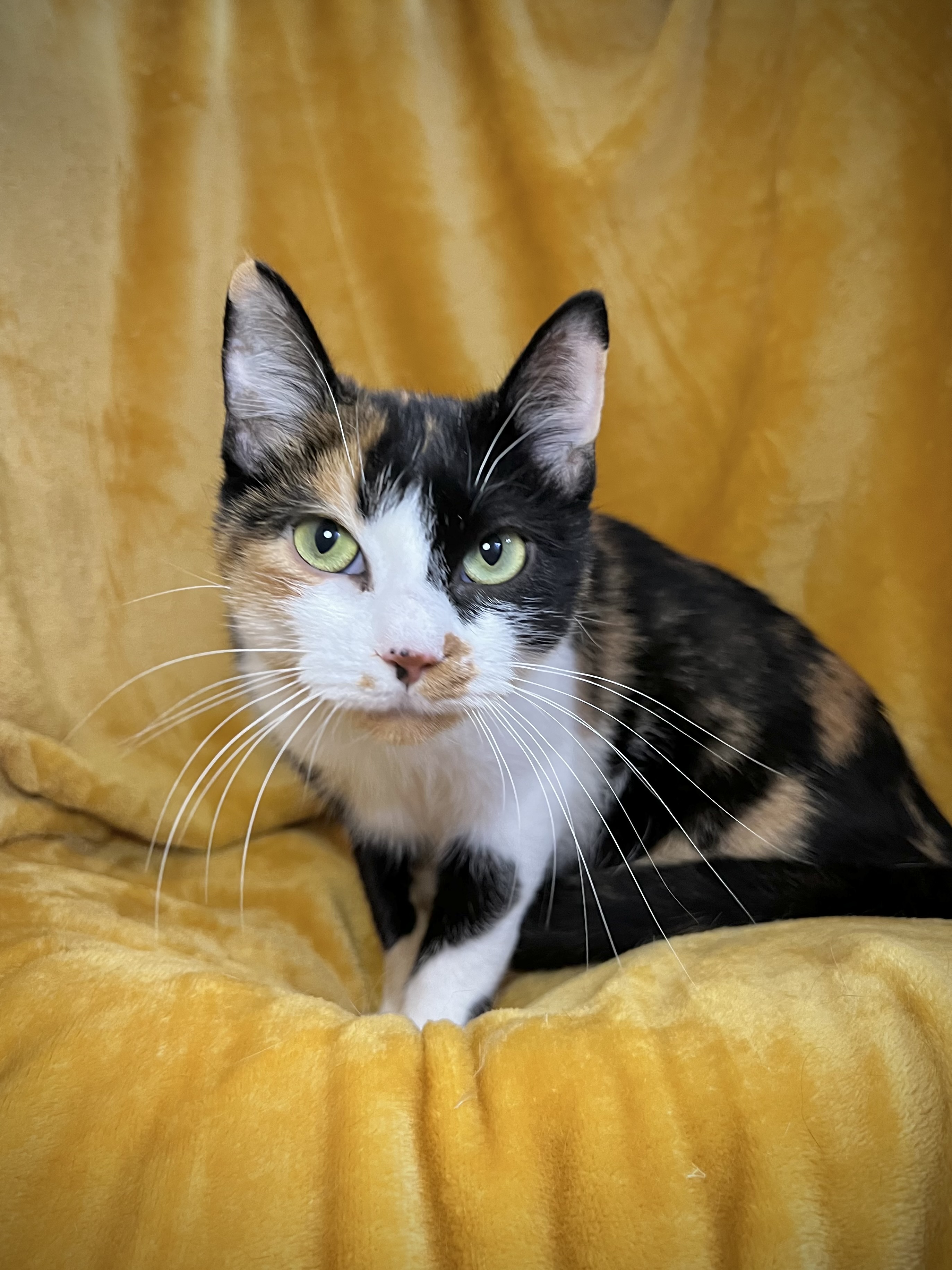 Cat for adoption - Amaretto, a Domestic Short Hair & Calico Mix in ...