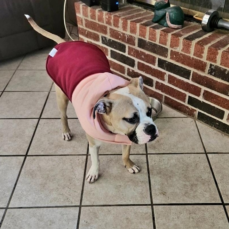 Dog for adoption - Roxy, an American Bulldog & Boxer Mix in Baltimore, MD | Petfinder