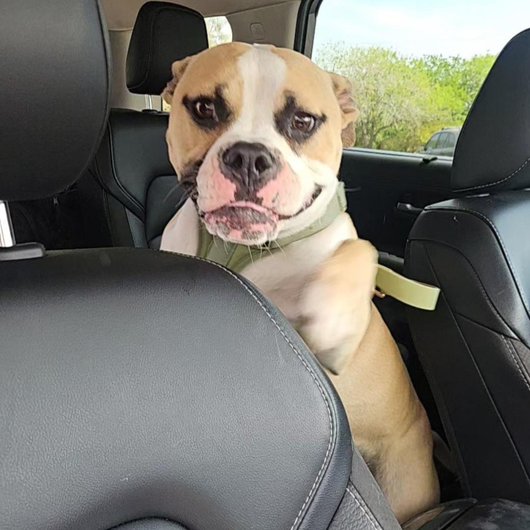 Dog for adoption - Roxy, an American Bulldog & Boxer Mix in Baltimore, MD | Petfinder