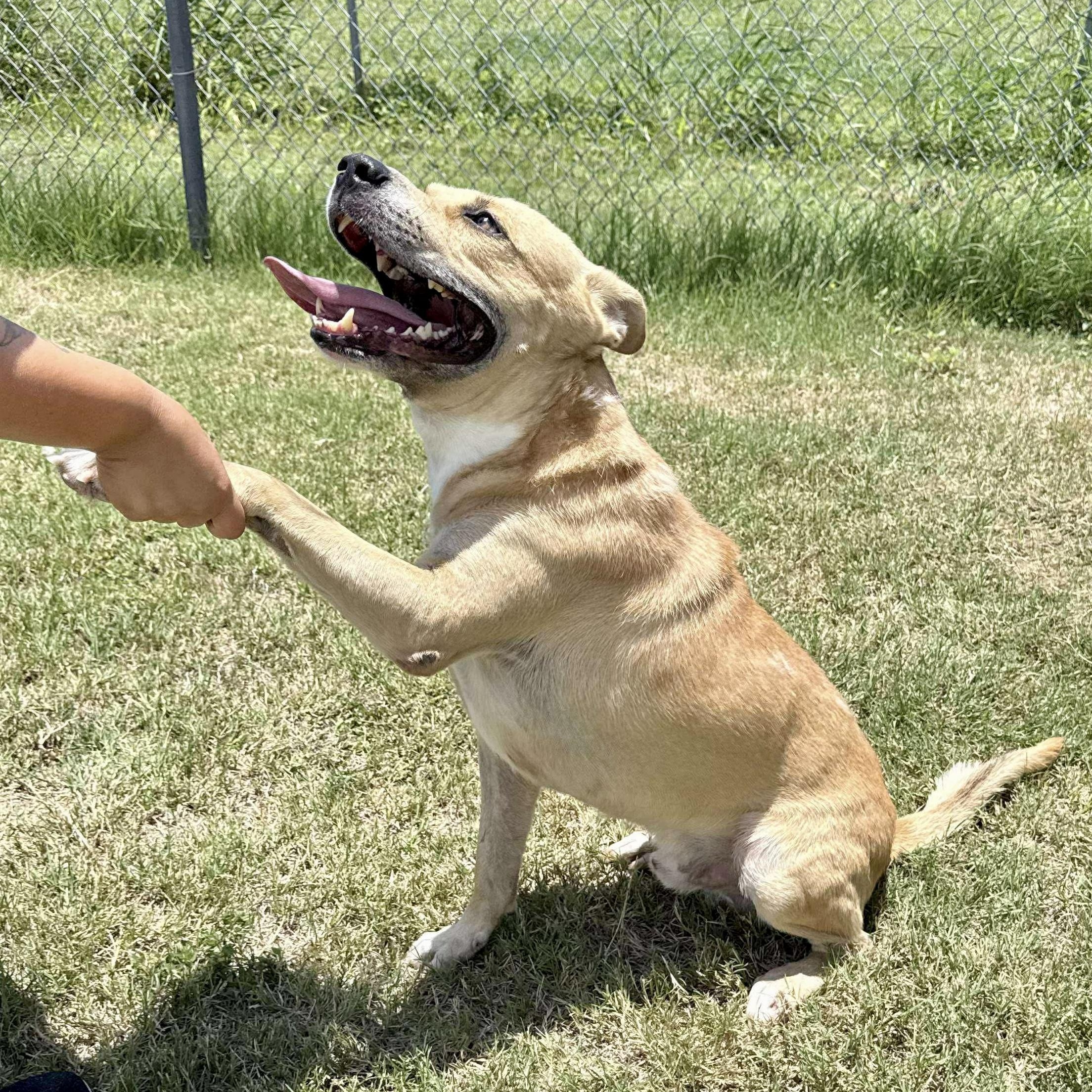 Dog for adoption - Peanut Butter, a Labrador Retriever & Australian ...