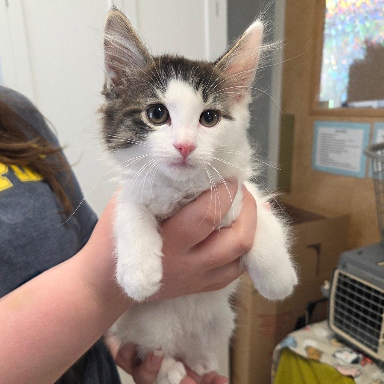 Available Cats for Adoption | Scruffy Paws Animal Rescue RI