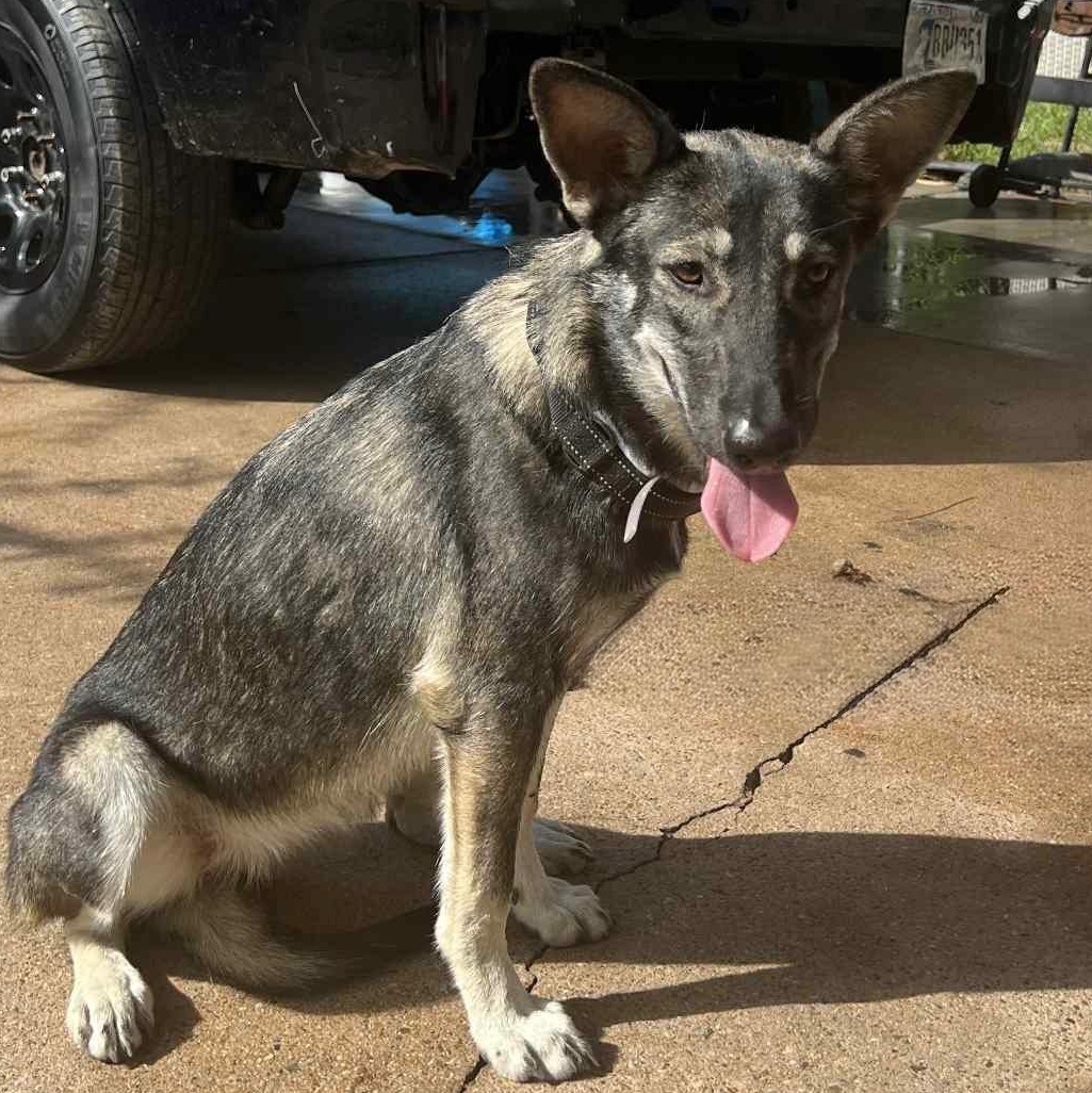 Dog for adoption - Trixie GS, a German Shepherd Dog in Rochester, MN ...