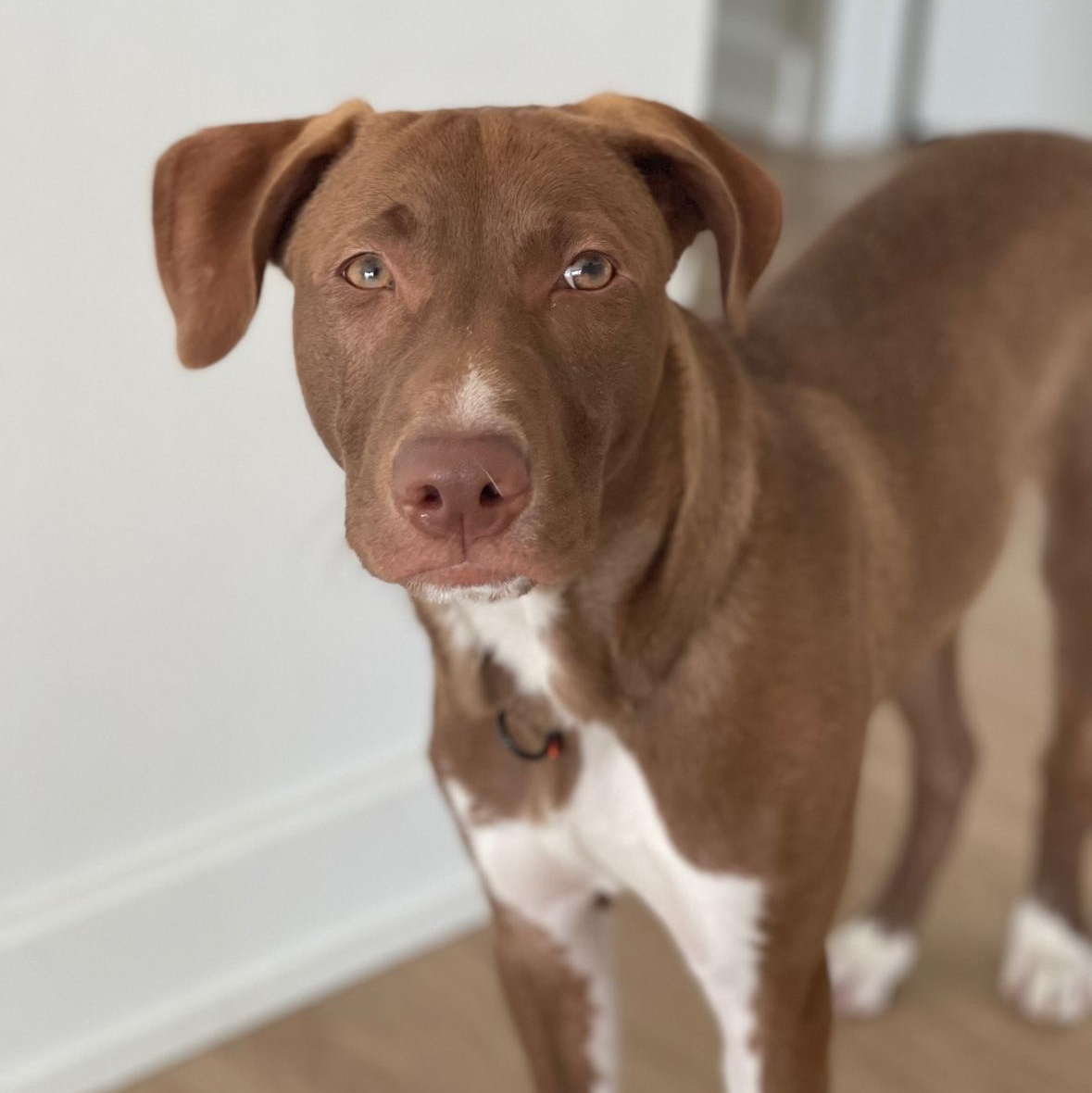 Dog for adoption - Simi, a Mixed Breed in Mendham, NJ | Petfinder