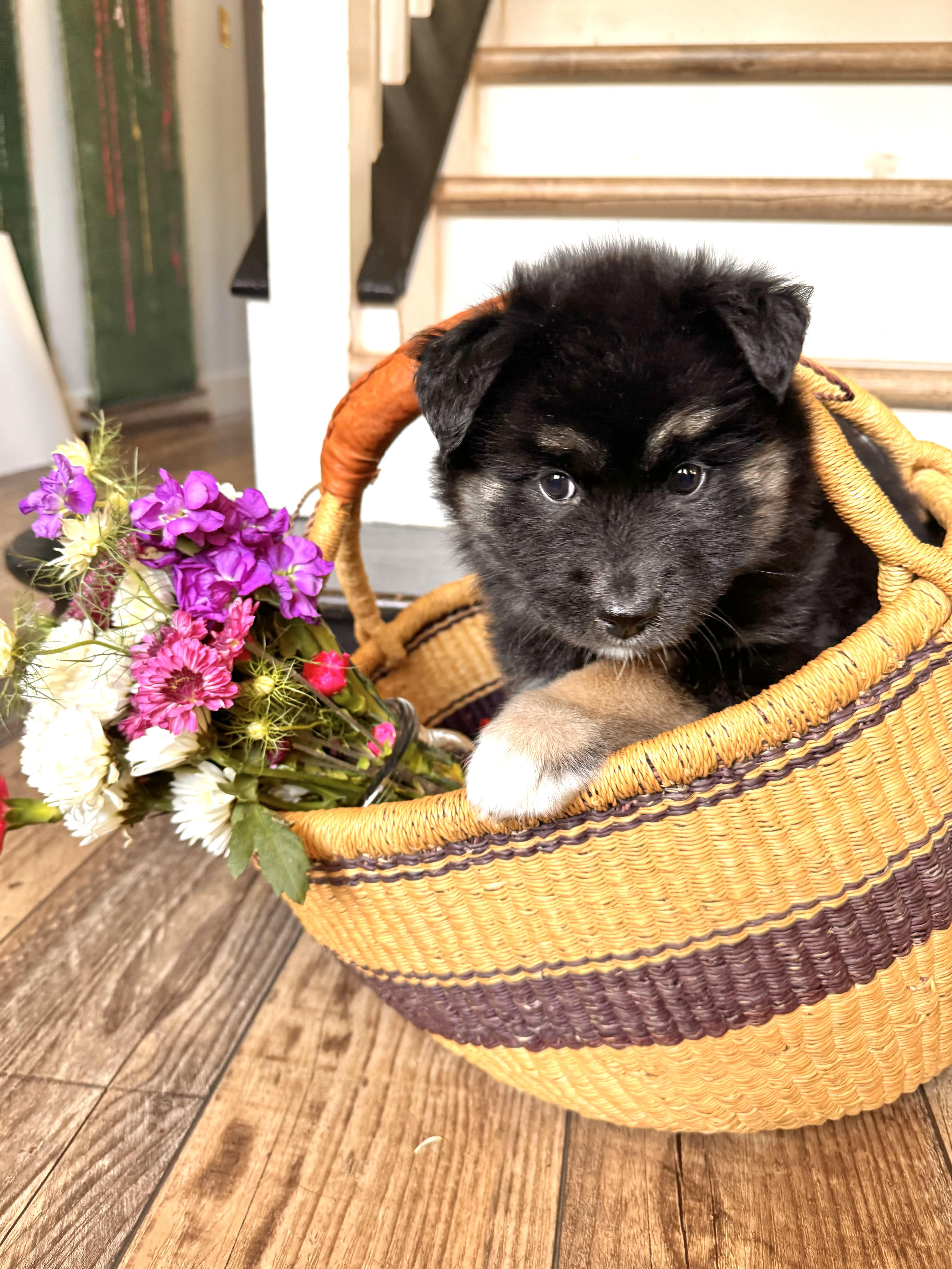 Dog for adoption - Ekko Lo, a Husky & German Shepherd Dog Mix in Twin ...