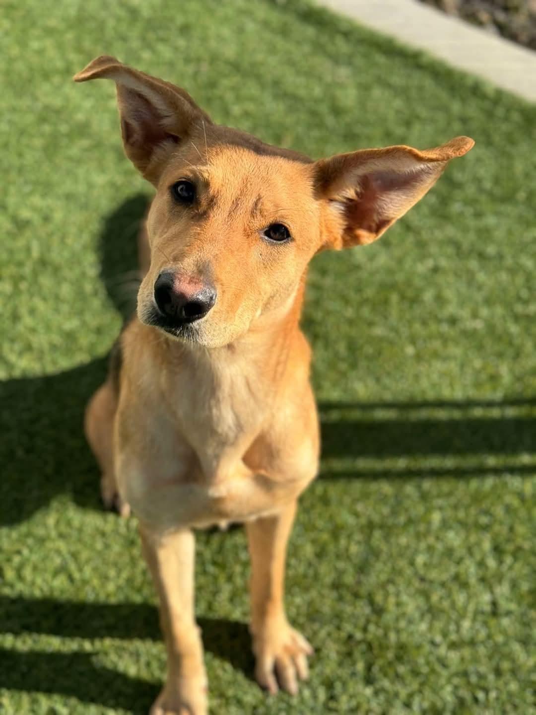 Dog for adoption - Goldie, a Carolina Dog & Shepherd Mix in Bellingham ...