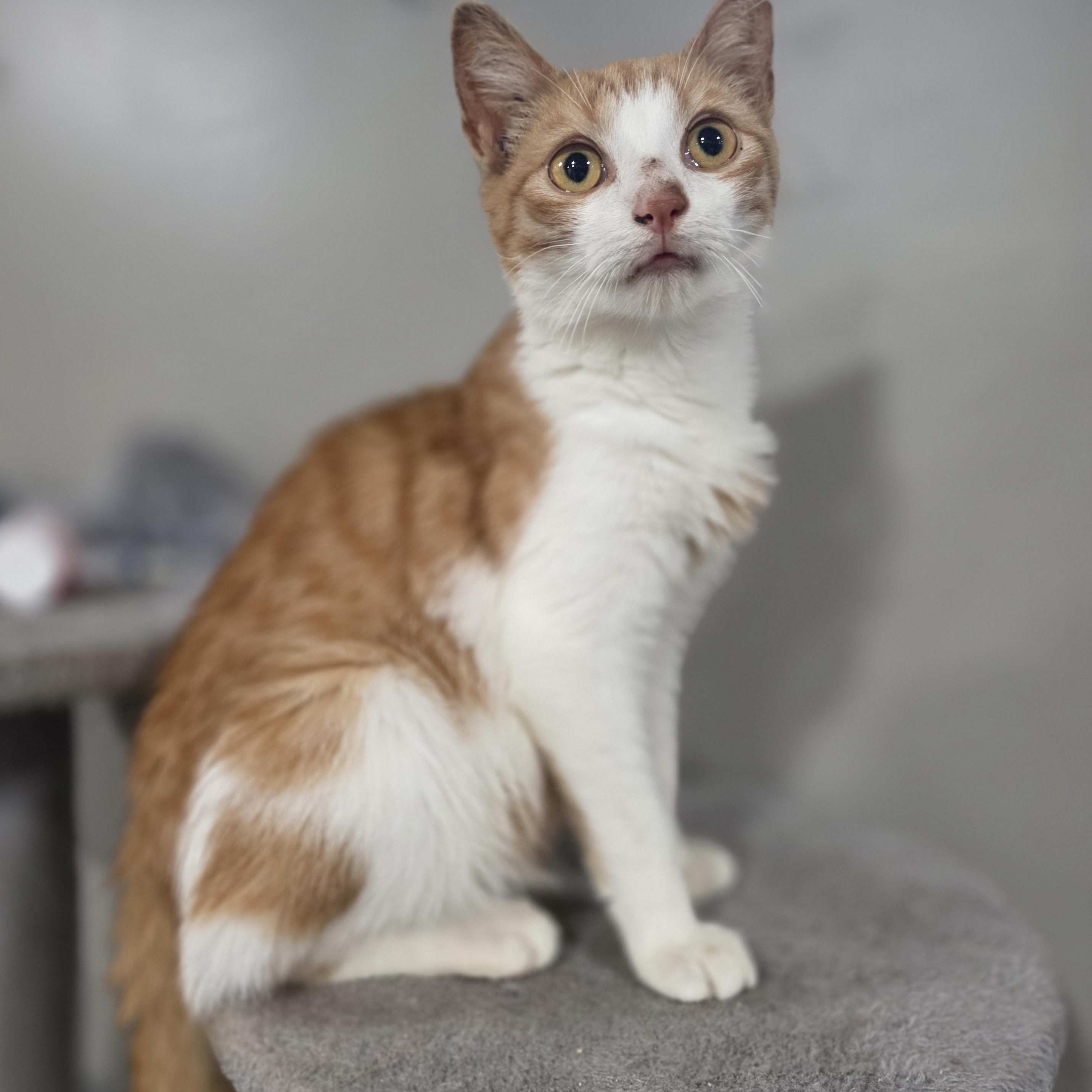 Cat for adoption - Alan, a Domestic Short Hair in Mastic, NY | Petfinder