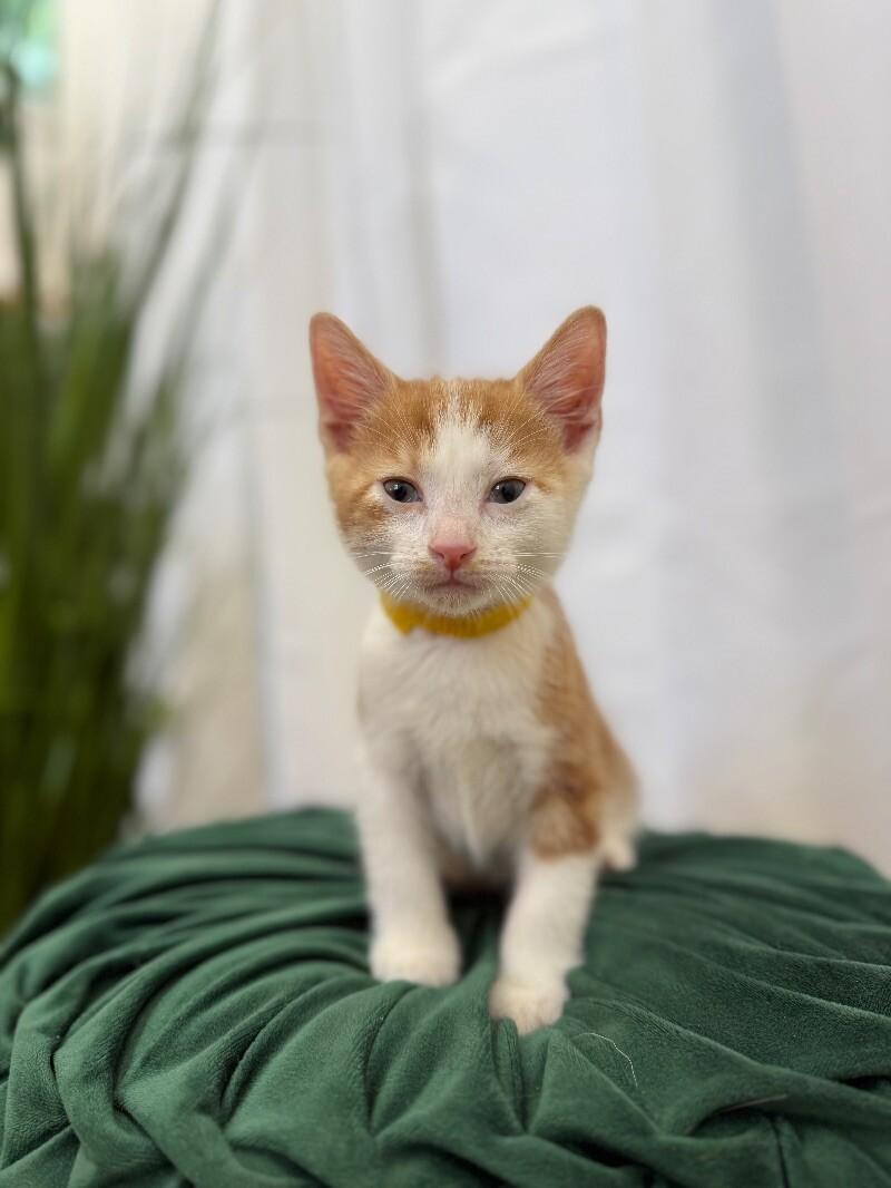 Cat for adoption - Stubby Cutie, a Tabby Mix in Delta, BC | Petfinder