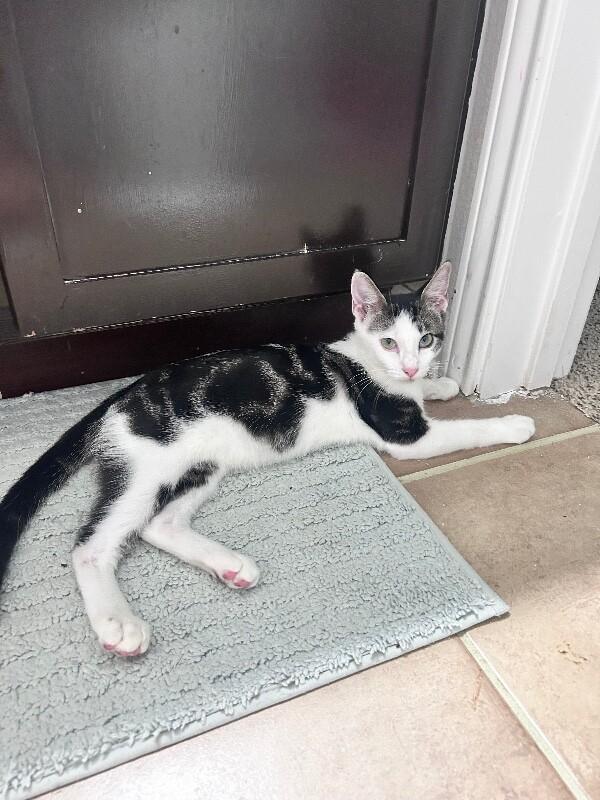 Cat for adoption - Hotrod Lull, a Domestic Short Hair & Tabby Mix in ...