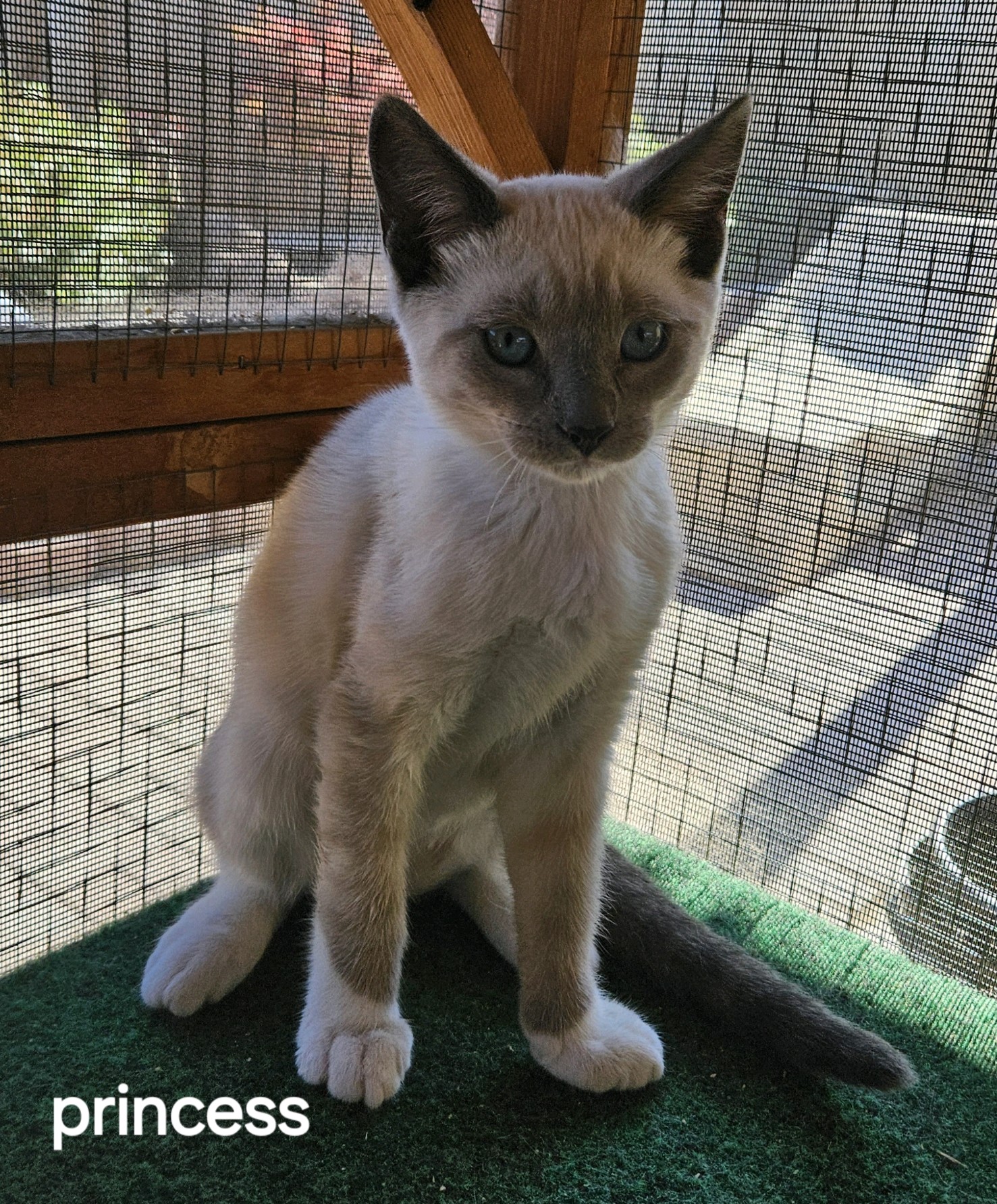 Cat for adoption - Princess, a Siamese in Oakley, CA | Petfinder