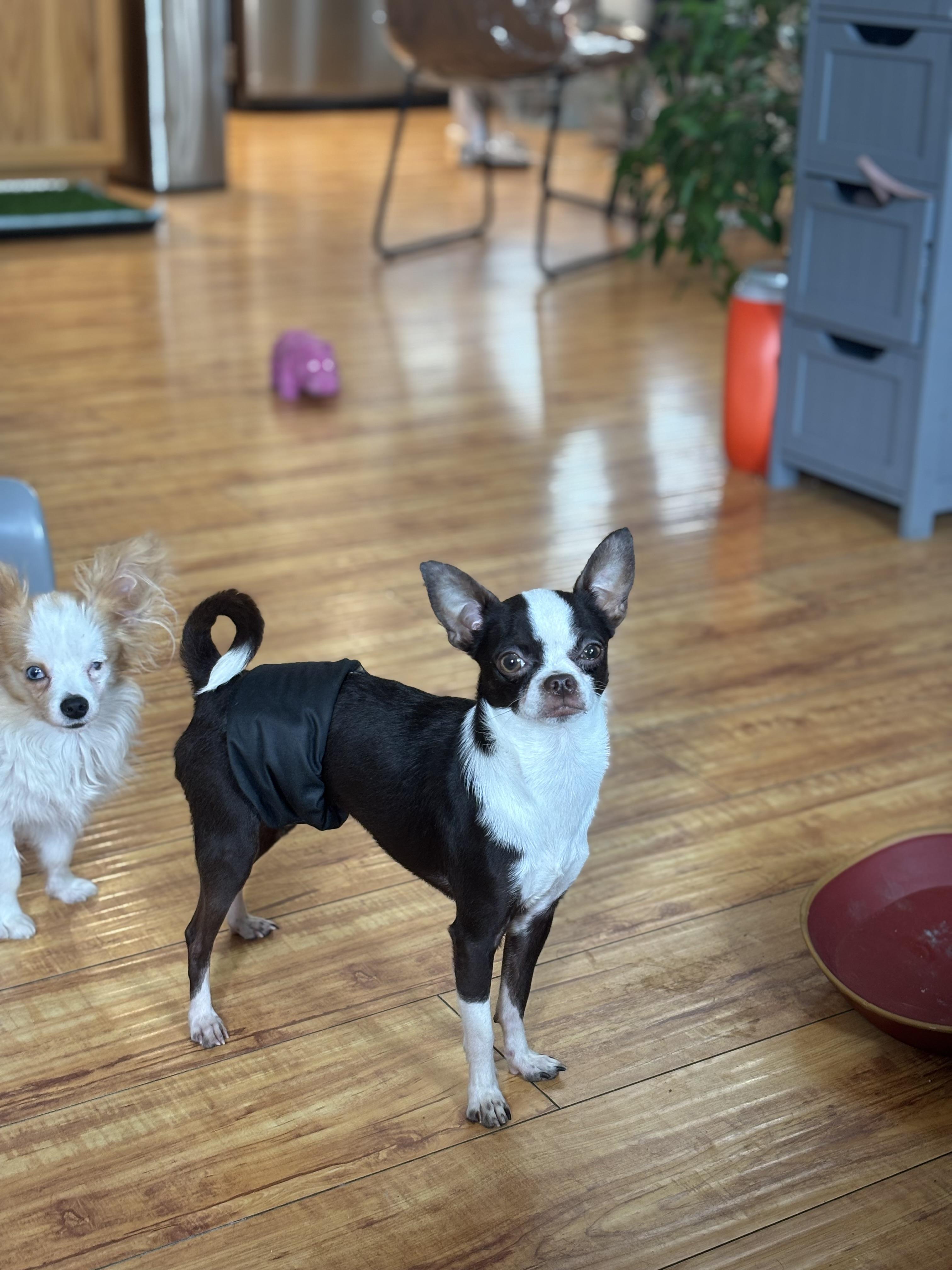 Dog for adoption - Taki, a Chihuahua in Corona, CA | Petfinder