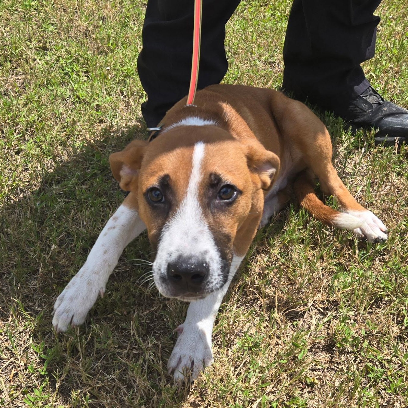 Dog for adoption - Willie Man, a Mixed Breed in Trenton, NJ | Petfinder