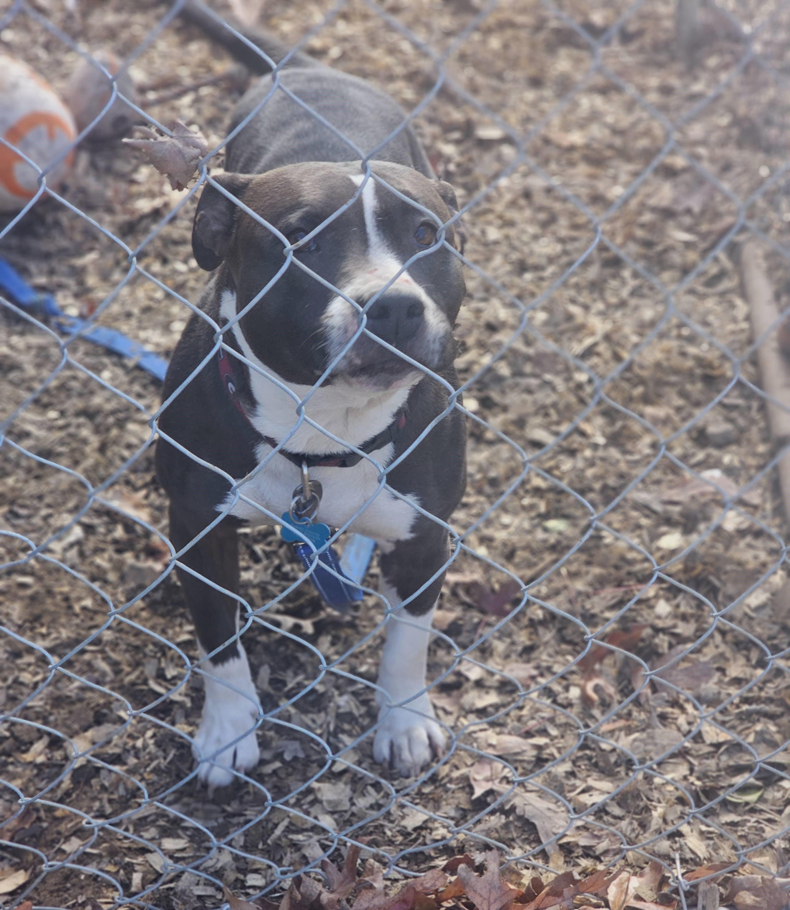 Dog for adoption - Savina, a Mixed Breed in Kutztown, PA | Petfinder