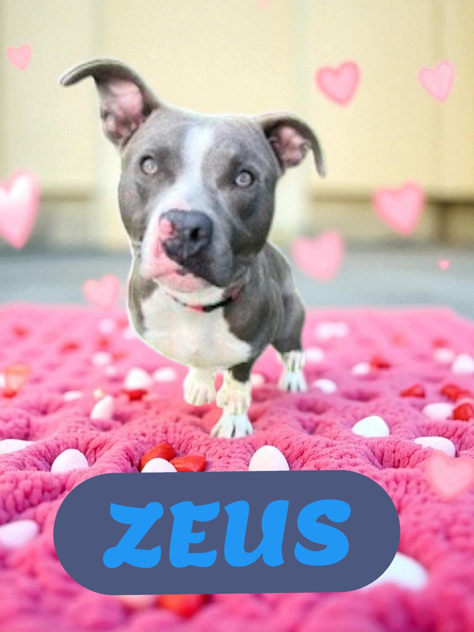 Dog for adoption - Zeus, an American Staffordshire Terrier in Brockton ...