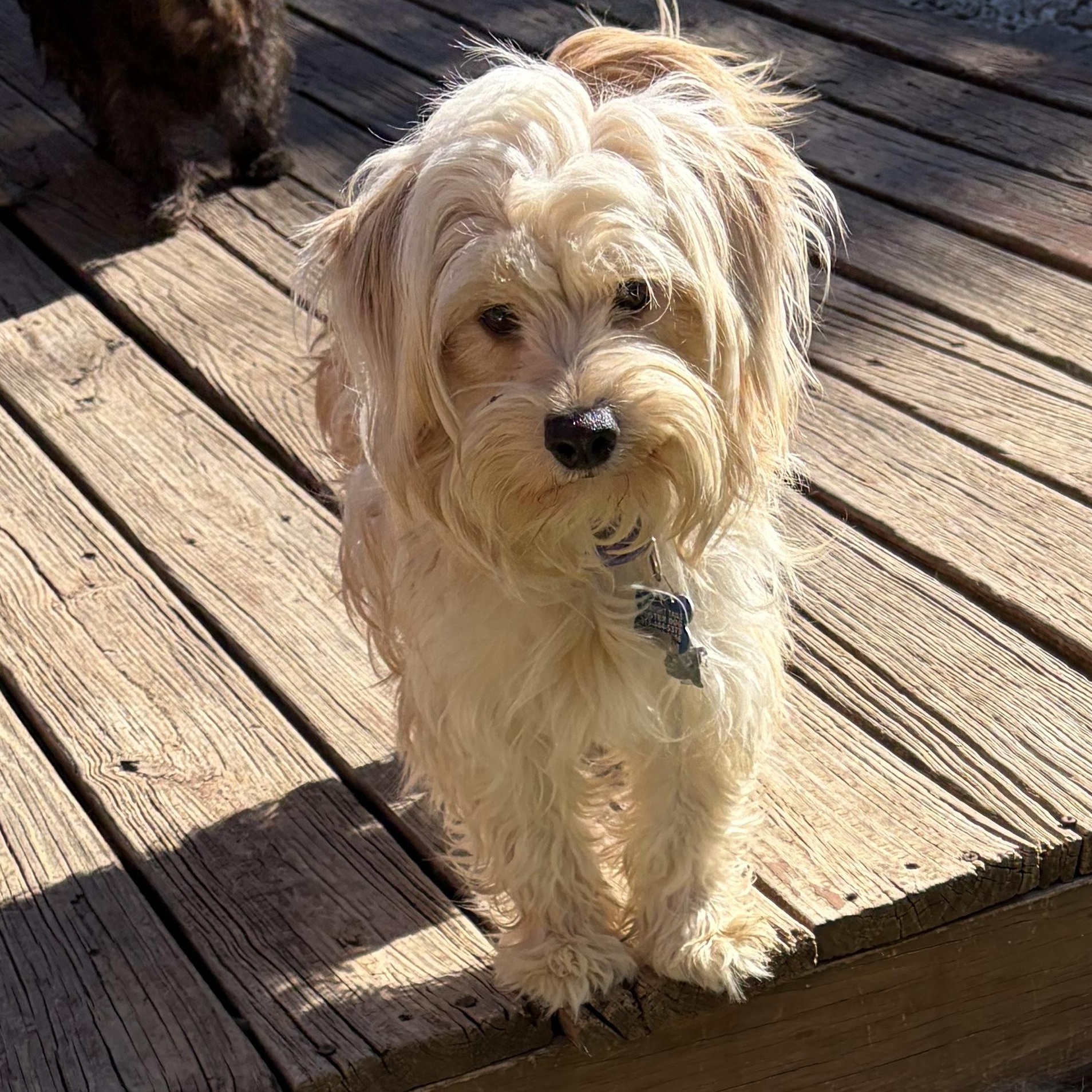 Meet Miss Mindy — the tiny adventurer with the big, joyful heart ...