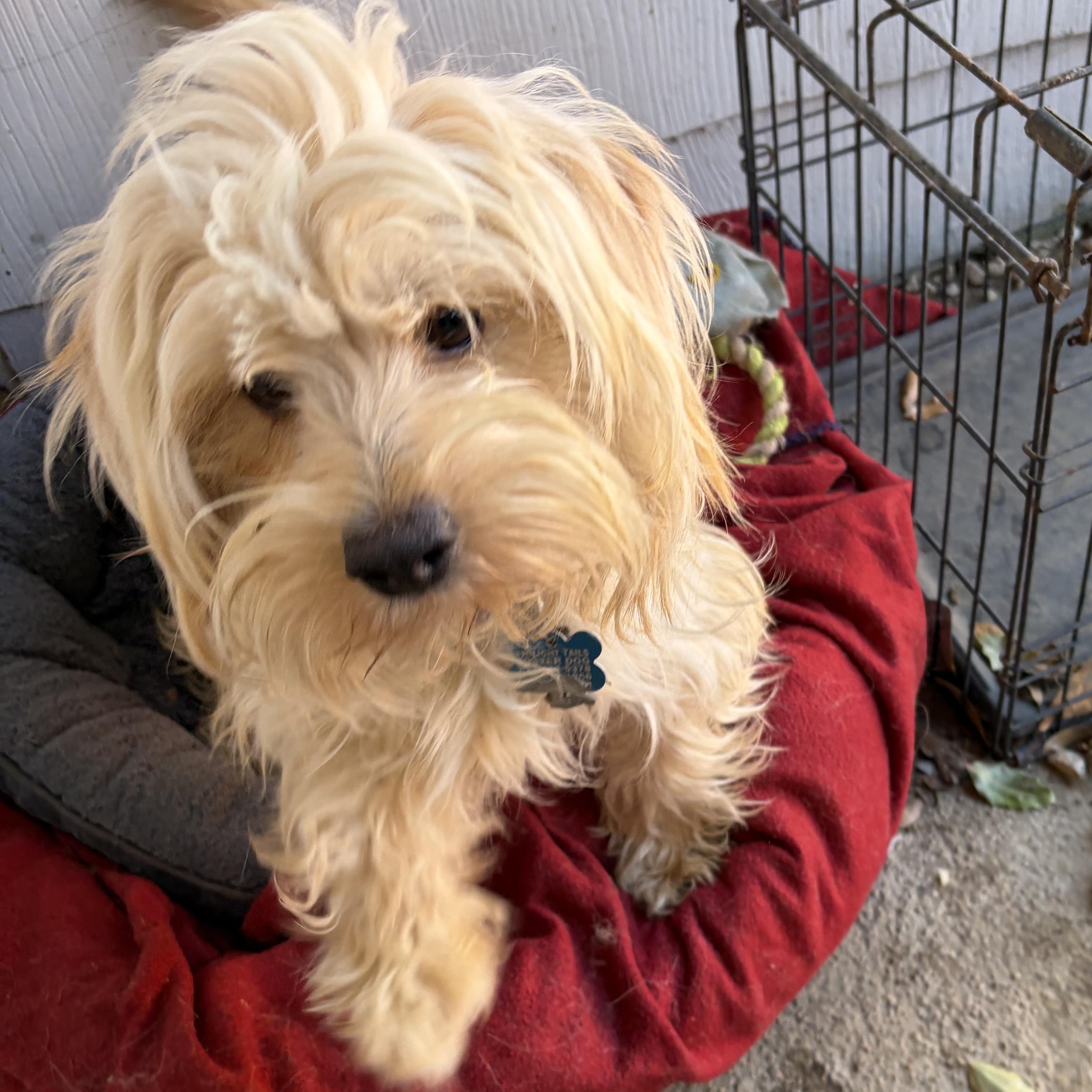 Meet Miss Mindy — the tiny adventurer with the big, joyful heart ...