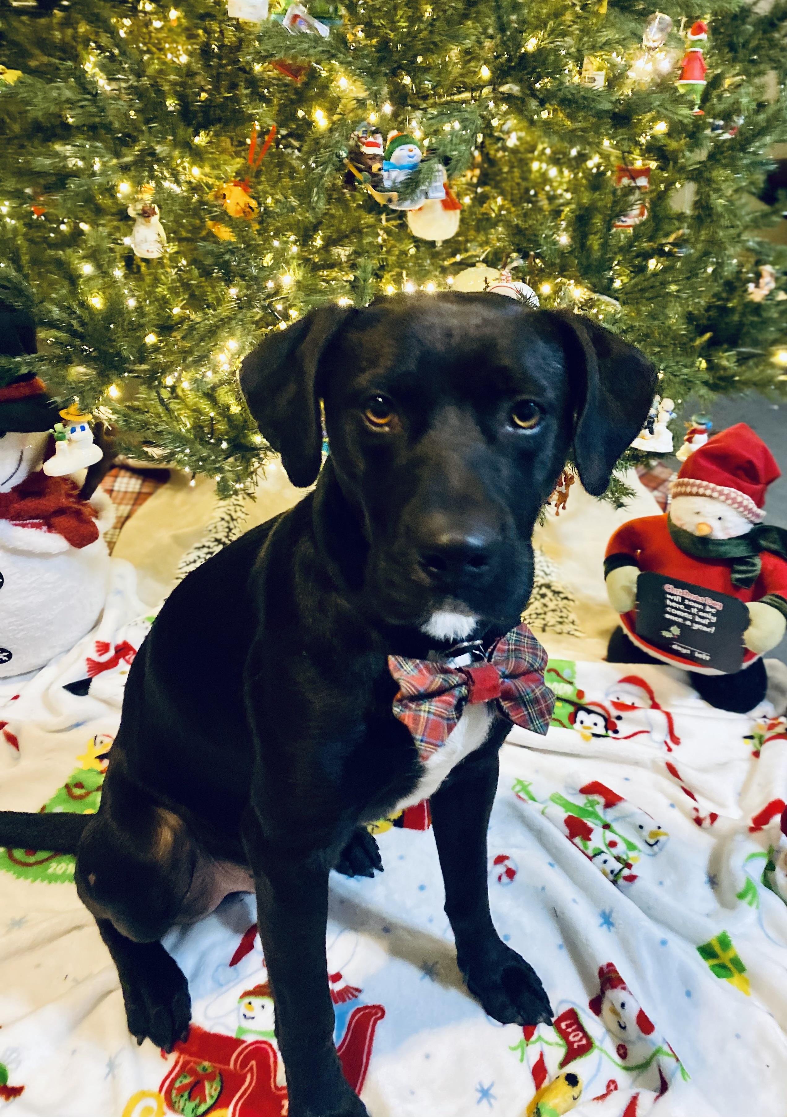 Dog for adoption - Kingsley, a Labrador Retriever in Cincinnati, OH ...