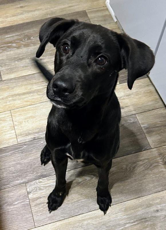 Dog for adoption - Jazzy, a Labrador Retriever in Aurora, IL | Petfinder
