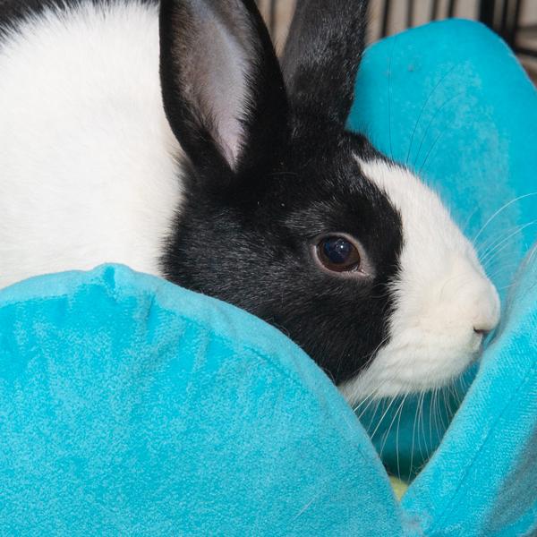 Rabbit for adoption - Oreo, a Bunny Rabbit in Whittaker, MI | Petfinder