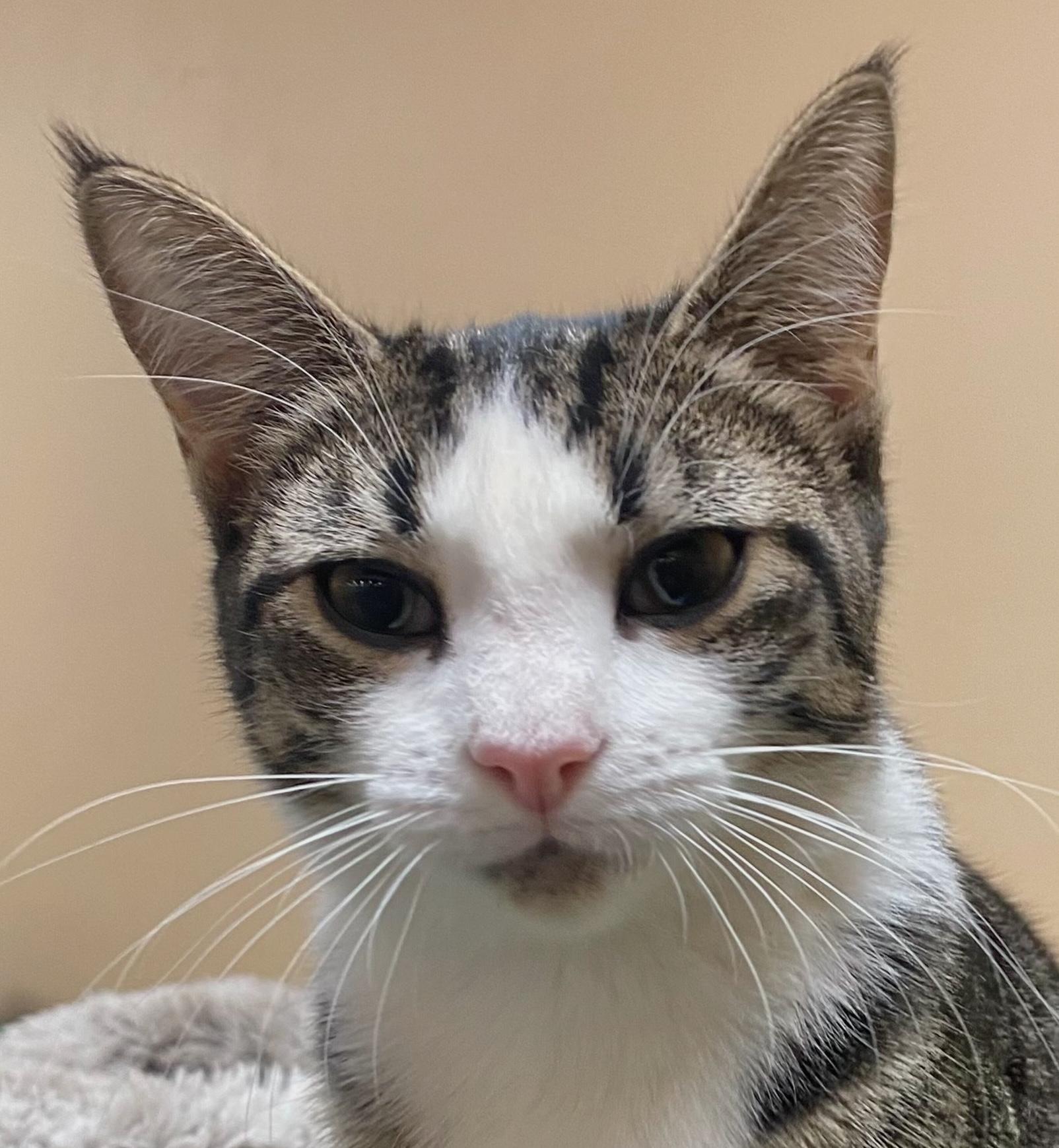 Available Cats and Kittens - Johnston County Animal Protection League ...