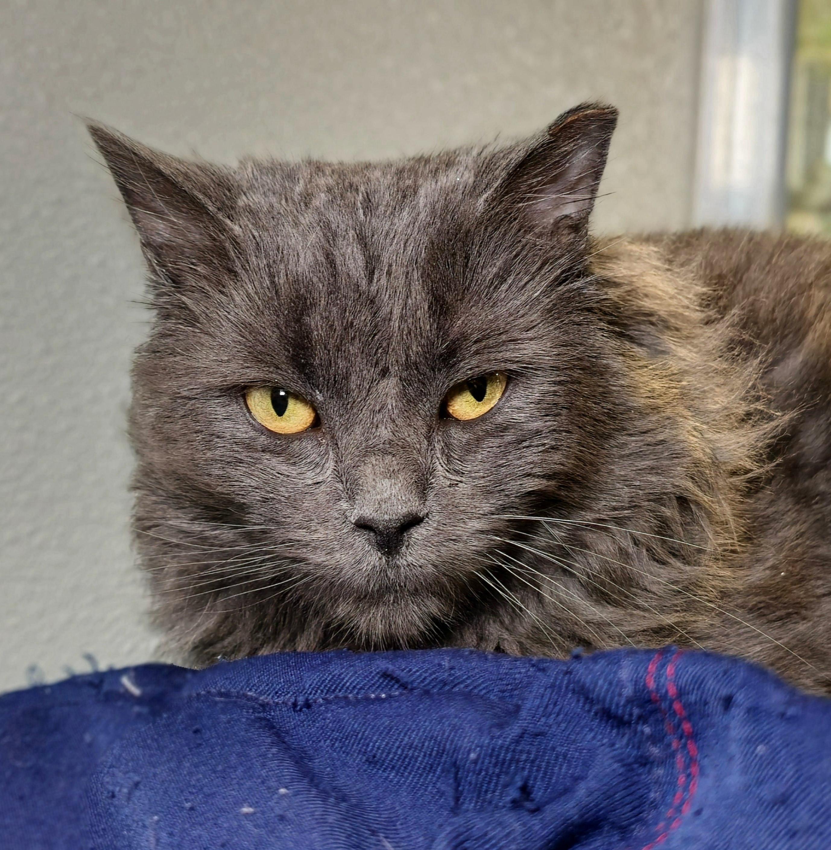 Cat for adoption - Tyrone, a Domestic Long Hair in Briarcliff Manor, NY ...