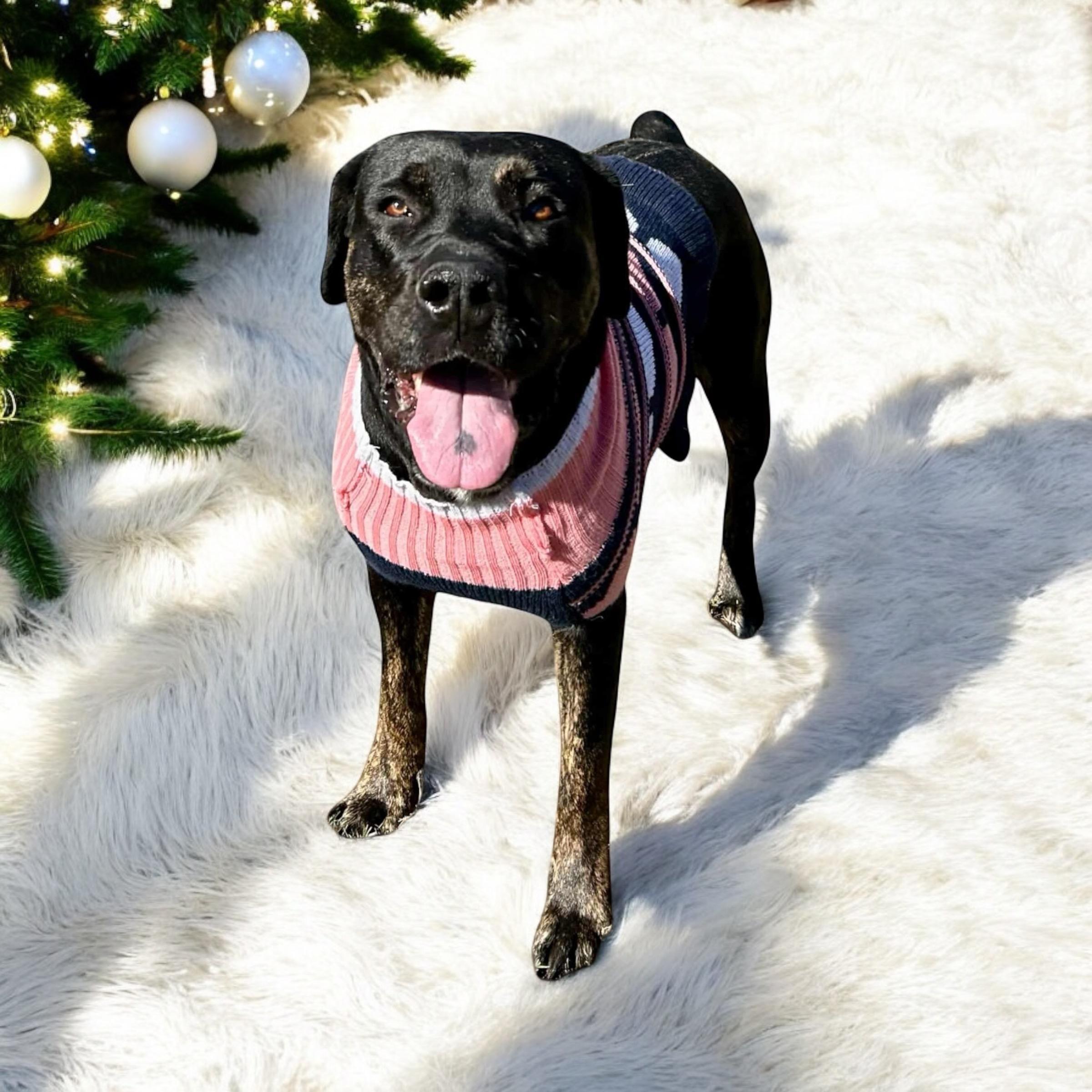 Dog for adoption - Kandi, a Rottweiler Mix in Chicago , IL | Petfinder