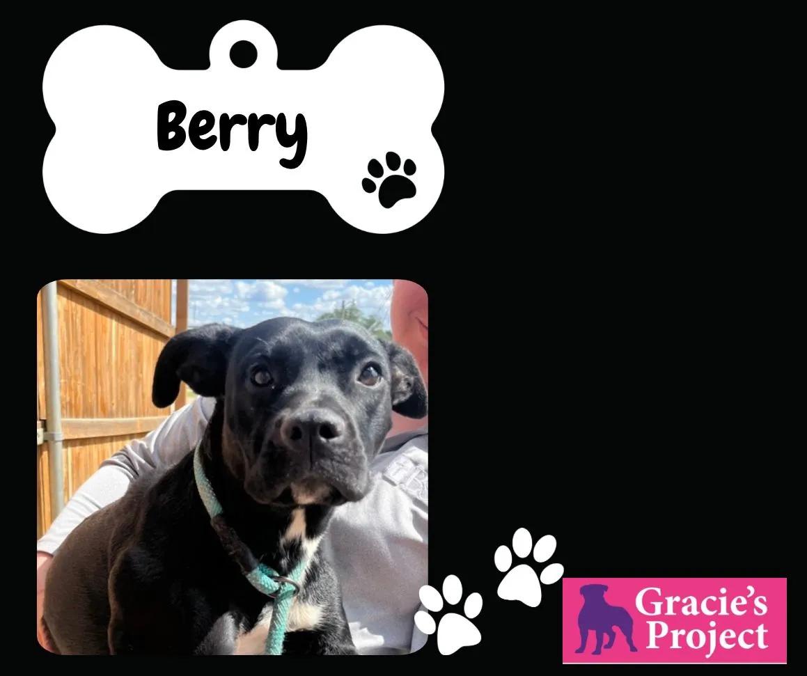 Dog for adoption - Berry, an American Staffordshire Terrier in Portland ...