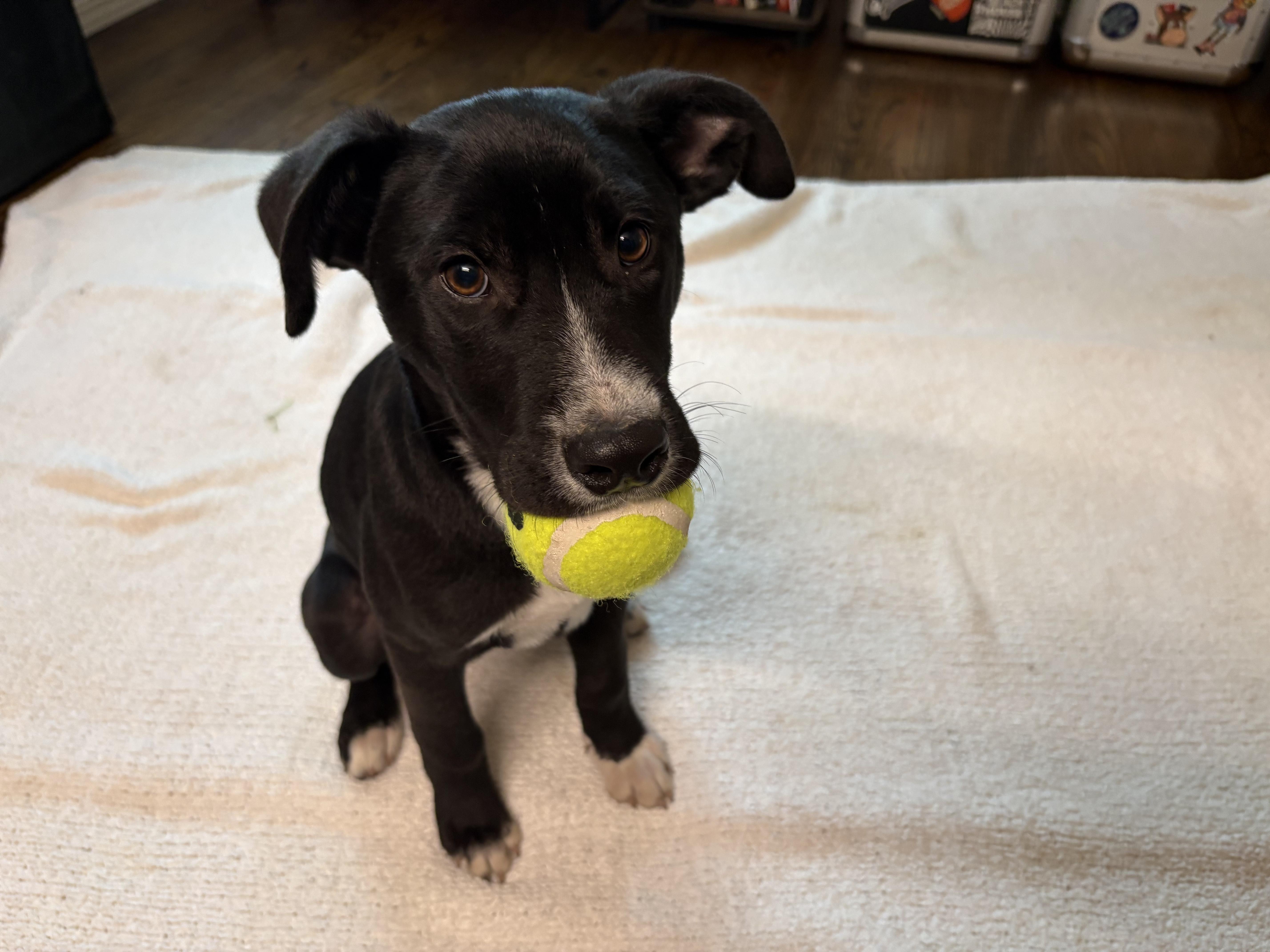 Peach - Adoptable Pet | Petfinder | Petfinder