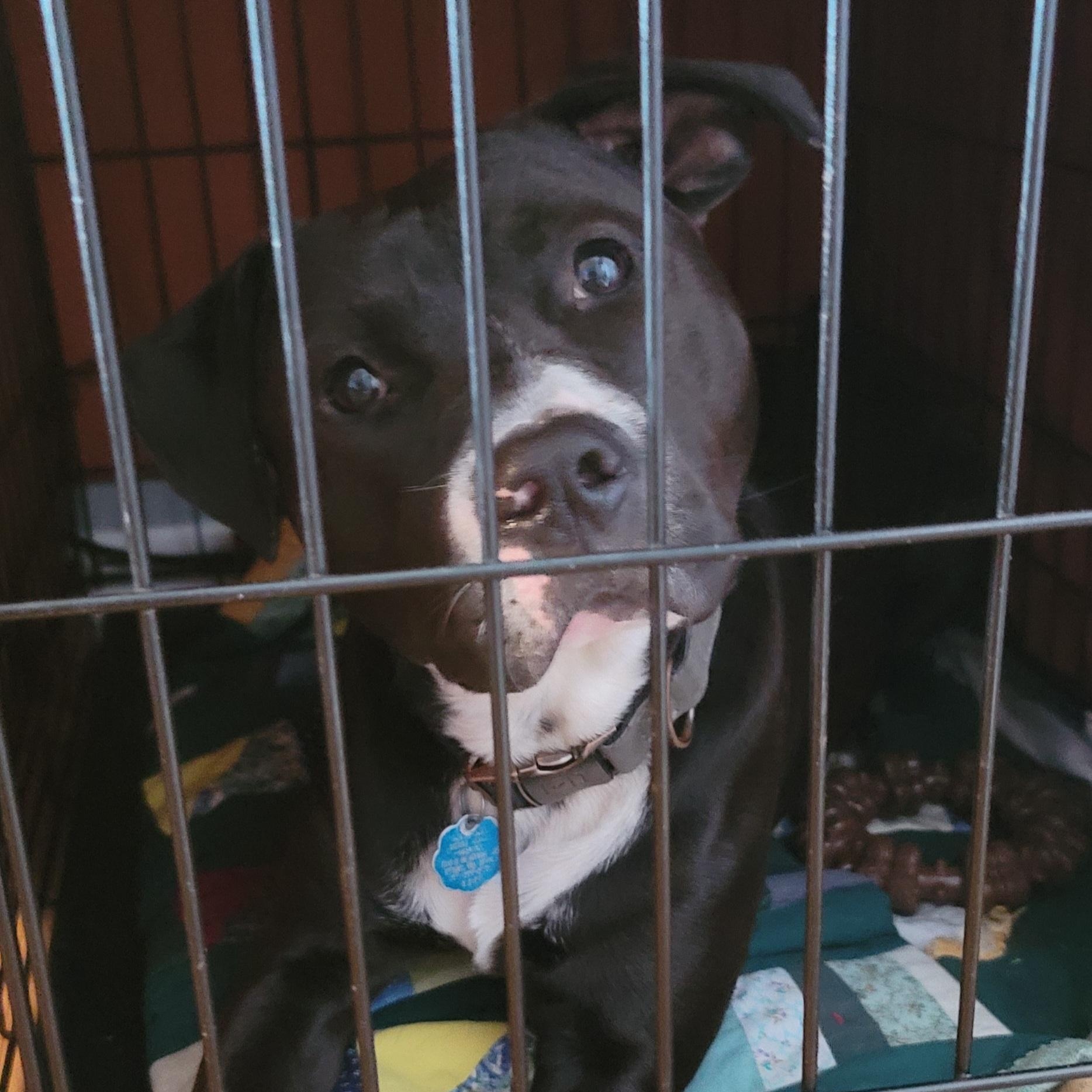 Gus - Adoptable Pet | Petfinder | Petfinder