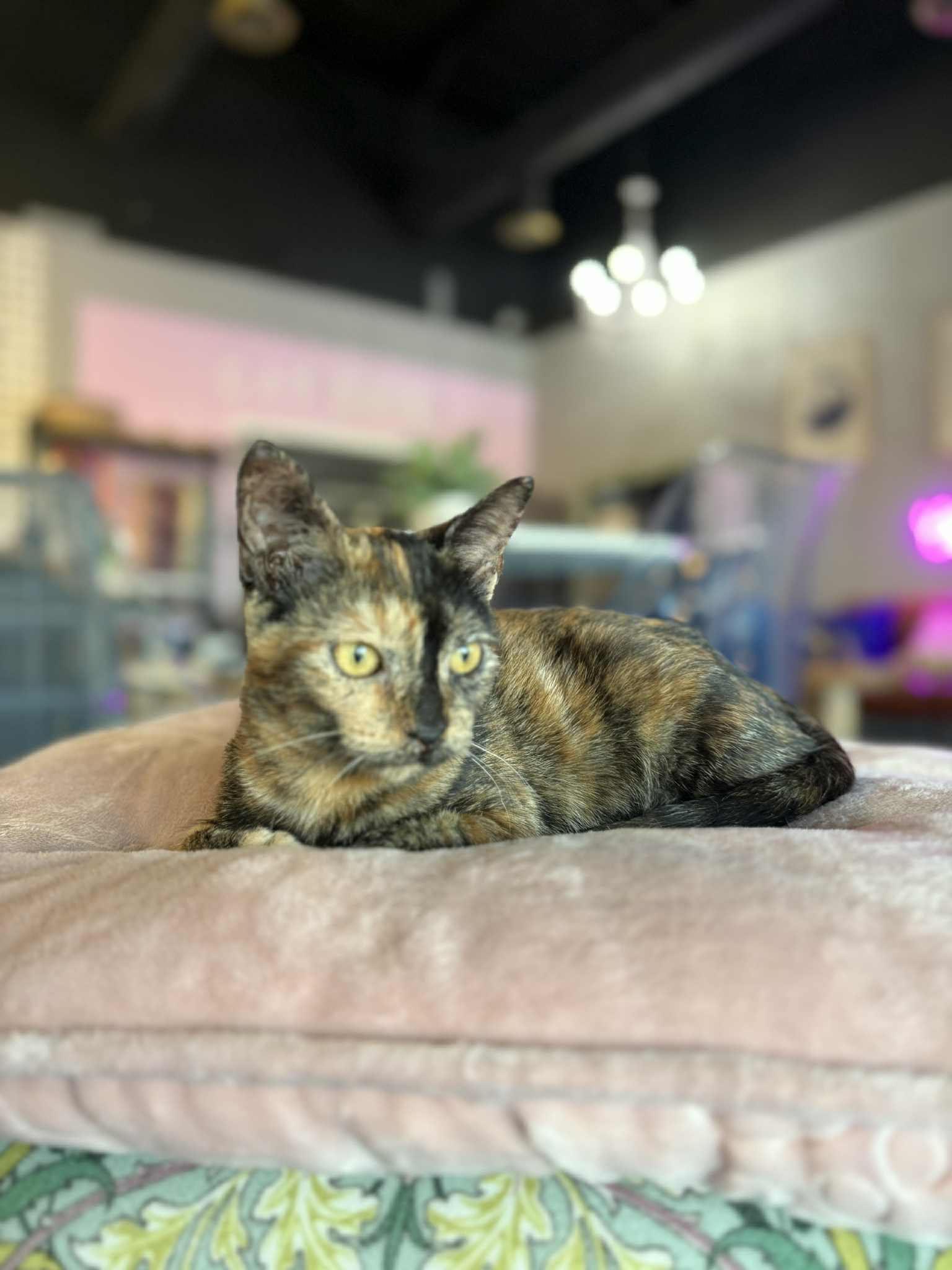 Cat for adoption - Ruffnut, a Tortoiseshell in ENFIELD, CT | Petfinder