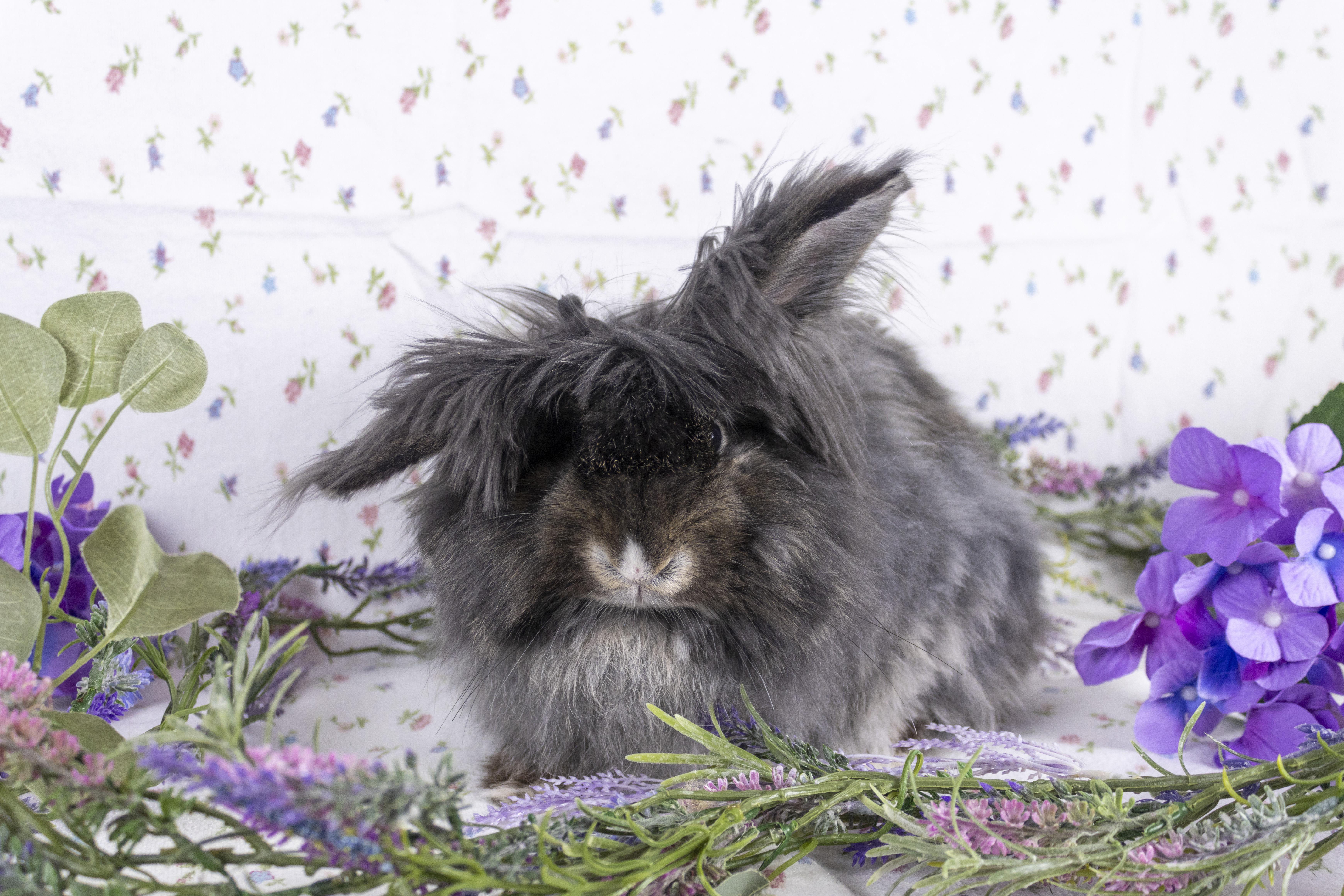 Rabbit for adoption - Janis Hoplin, a Lionhead & Angora Rabbit Mix in ...