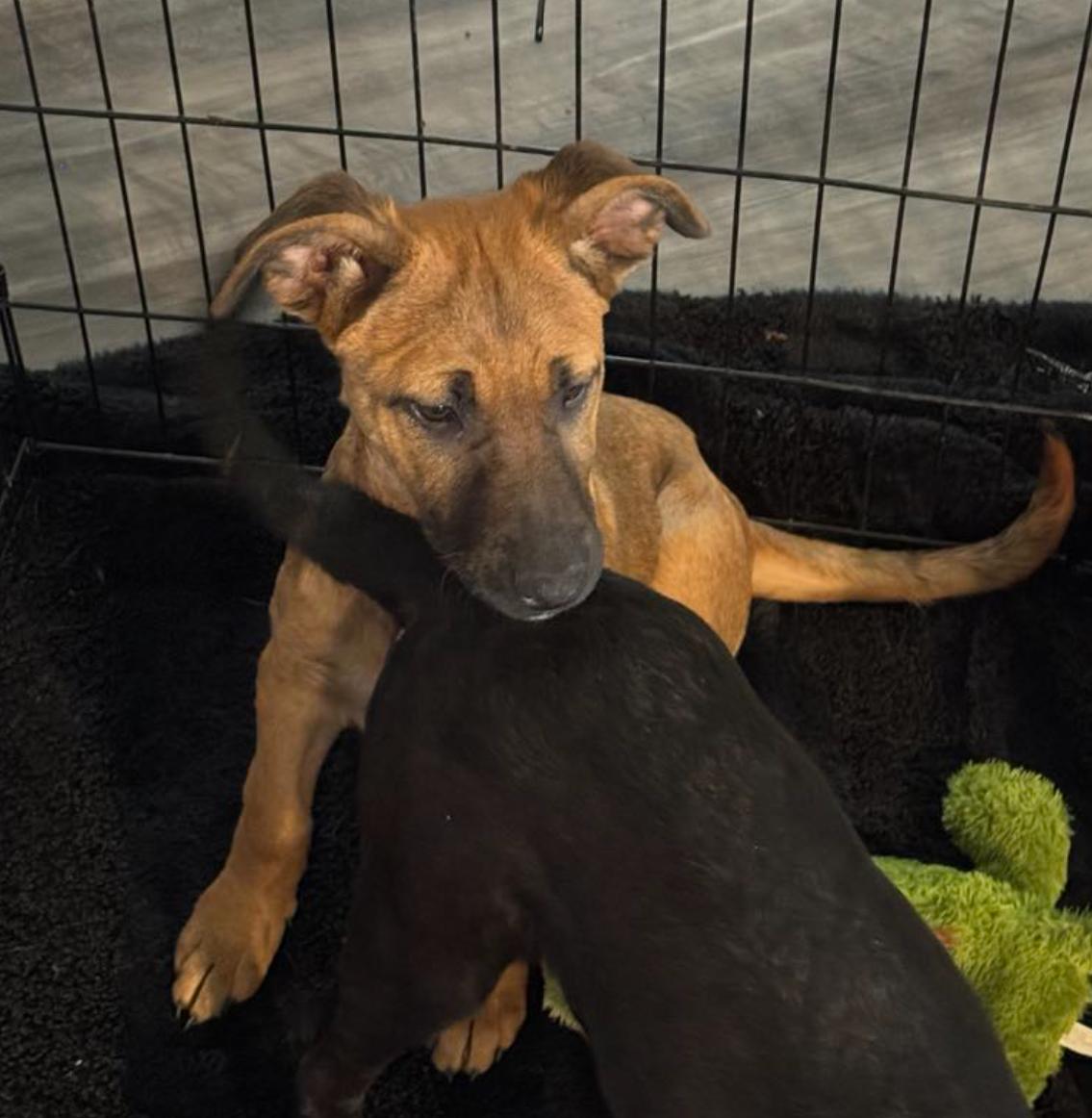 Dog for adoption - Heath, a German Shepherd Dog Mix in Boulder, CO ...