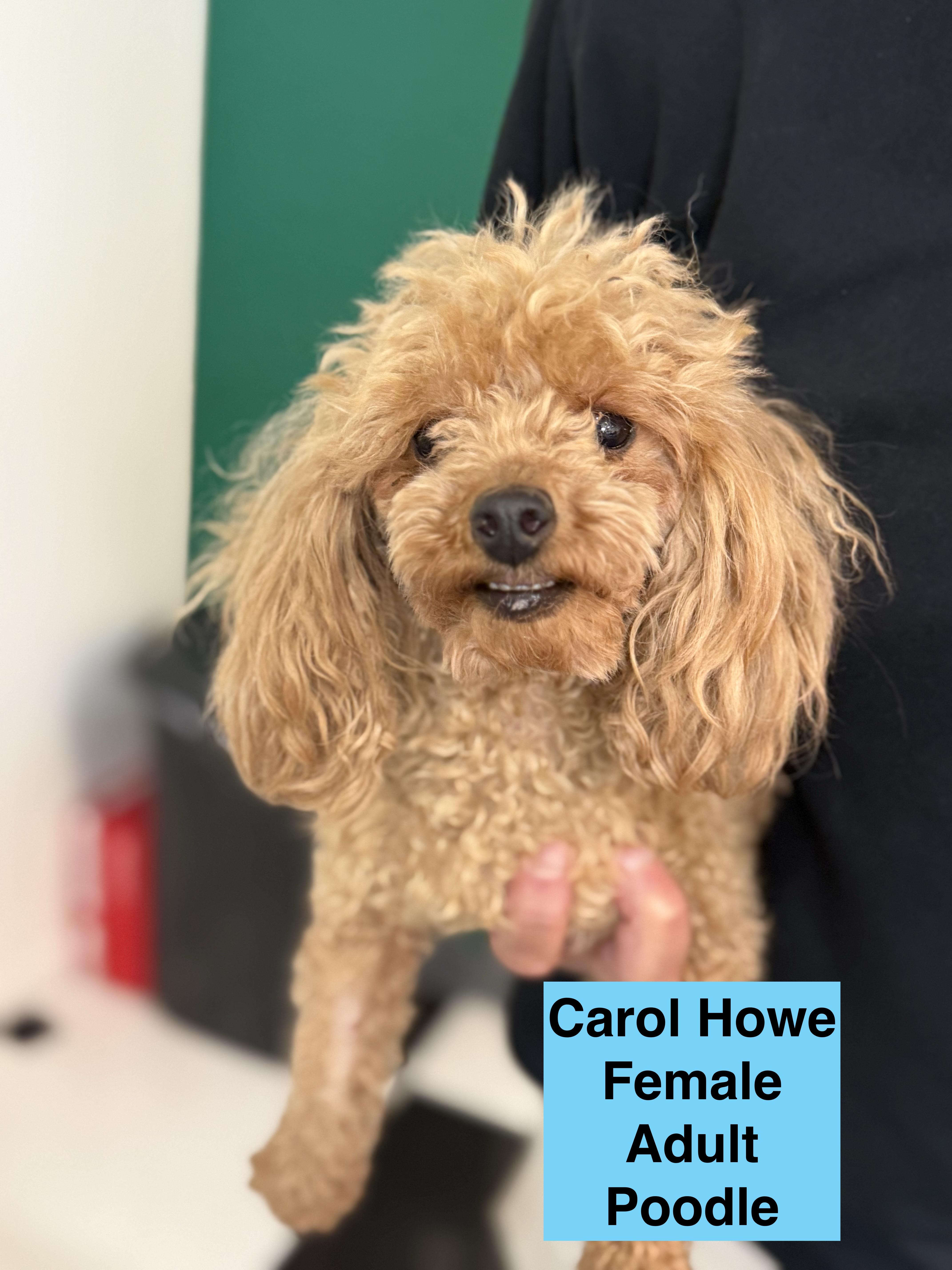 Dog for adoption - Carol Howe, a Poodle in Blue Springs, MO | Petfinder