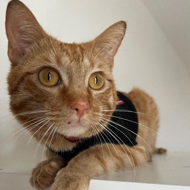 Cat for adoption - Leo the Lion, a Domestic Short Hair Mix in ...