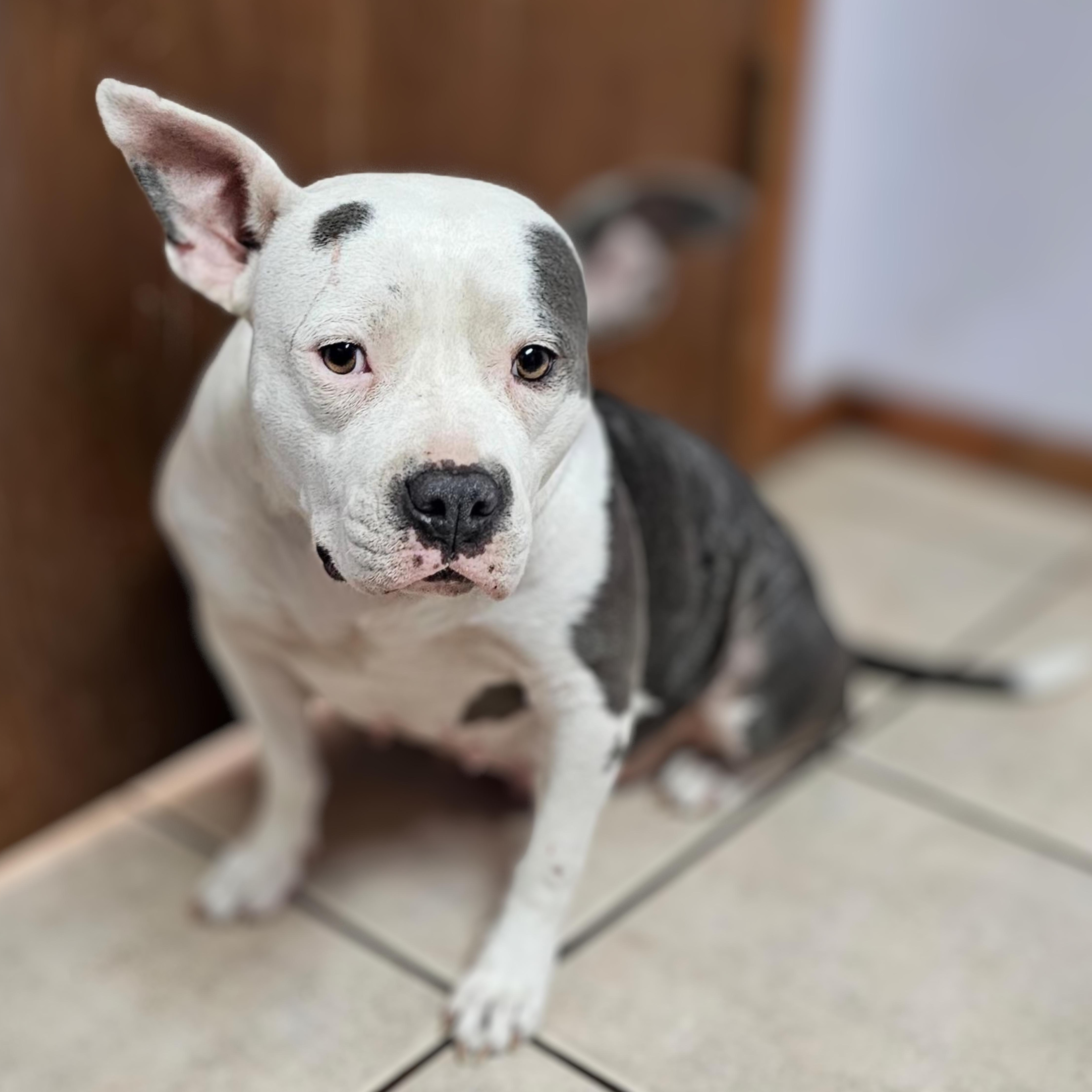 Dog for adoption - Pua, an American Staffordshire Terrier Mix in ...