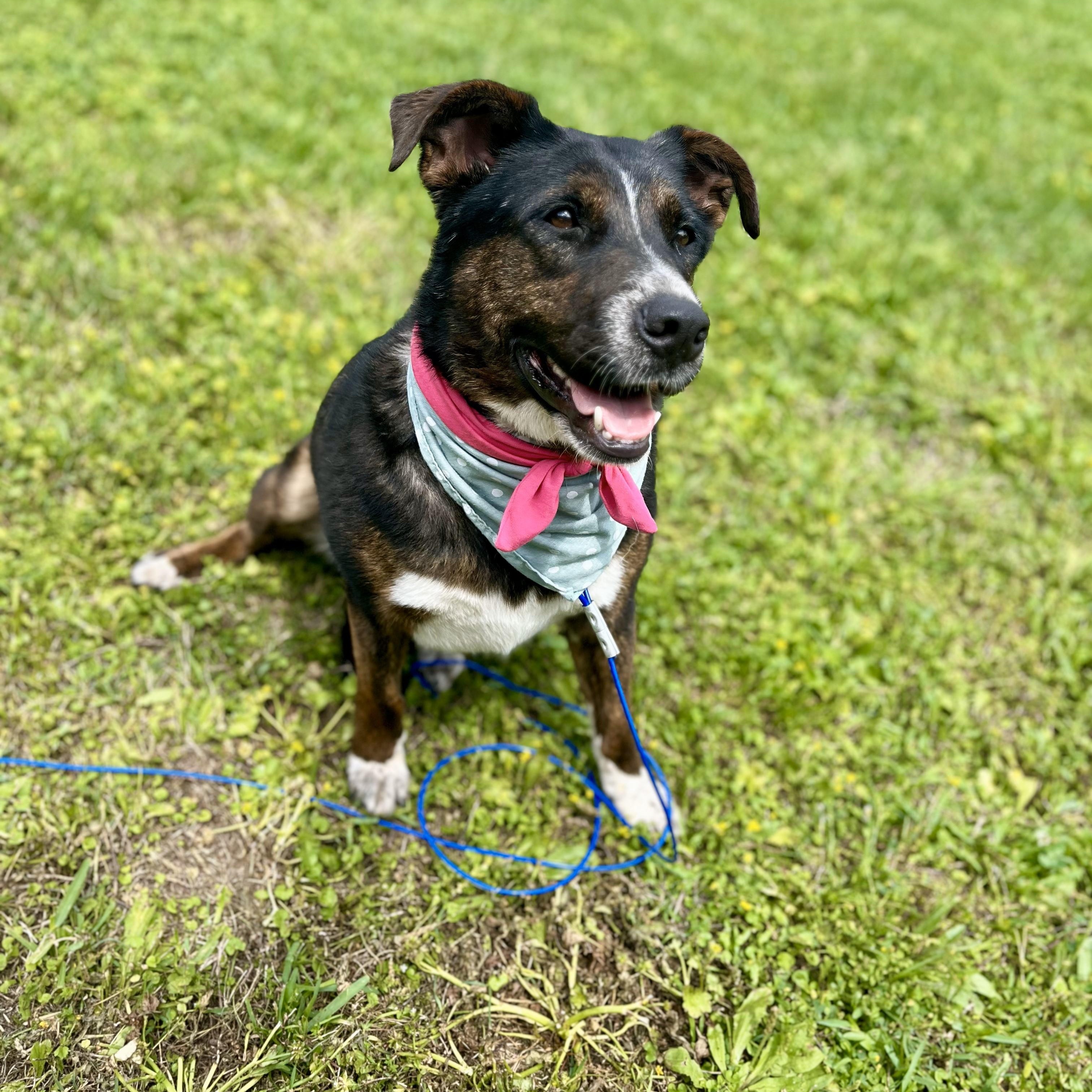 Arlington Humane Society in Arlington, TX