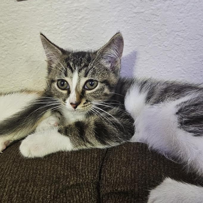 Cat for adoption - Ruru and Booboo, a Domestic Short Hair in Salem, NH | Petfinder