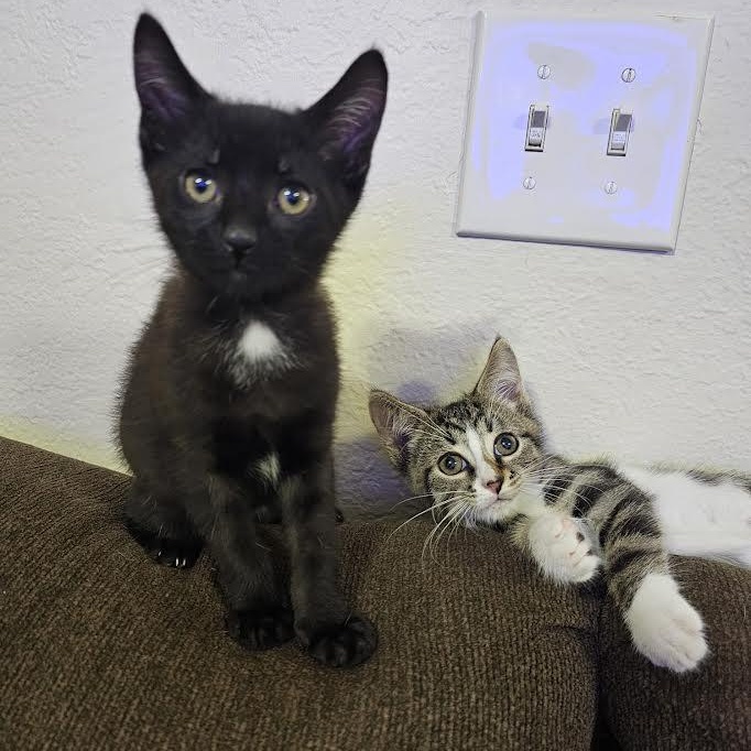 Cat for adoption - Ruru and Booboo, a Domestic Short Hair in Salem, NH | Petfinder