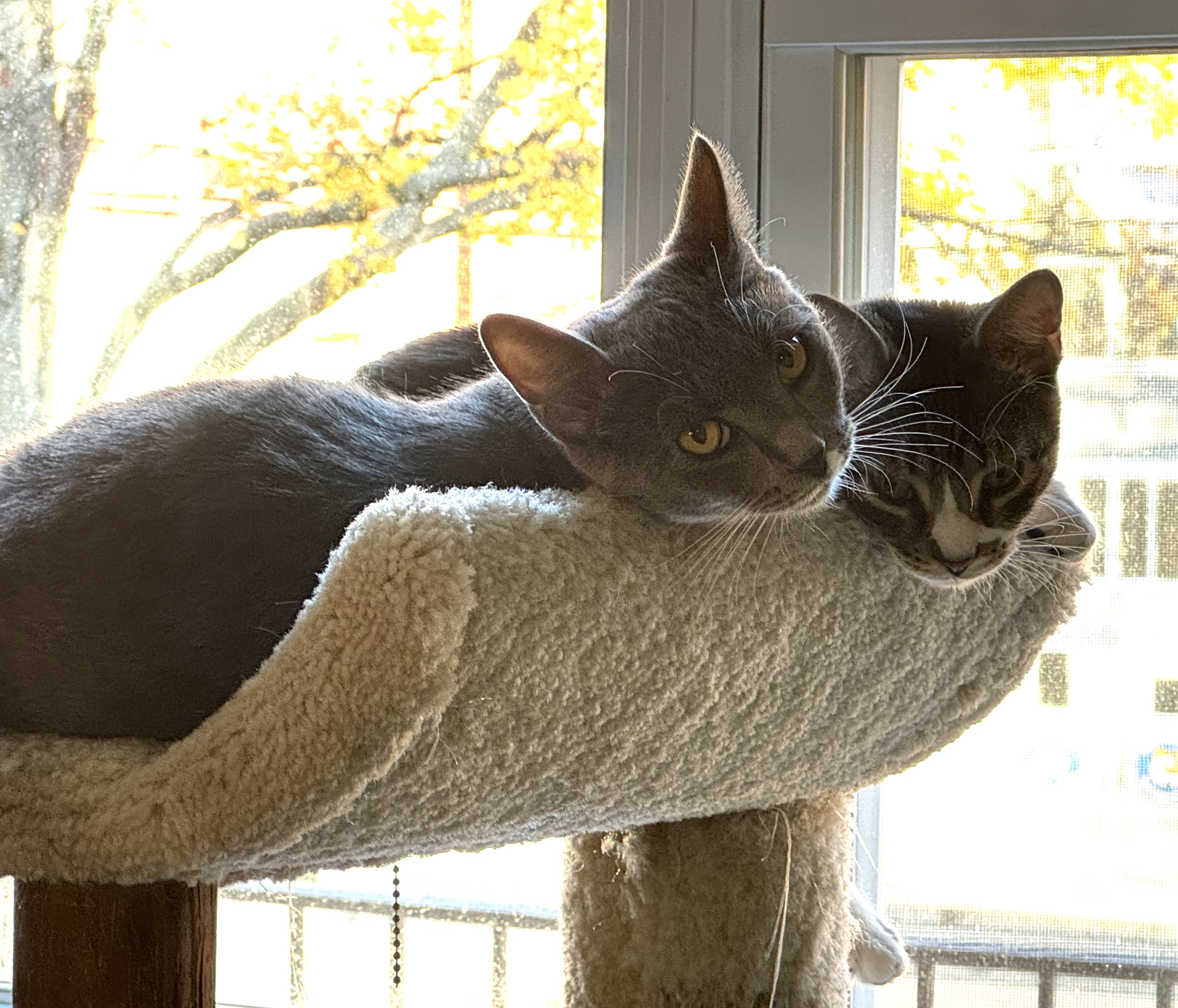 Cat Adoption in Bronx NY - Bronx Tails