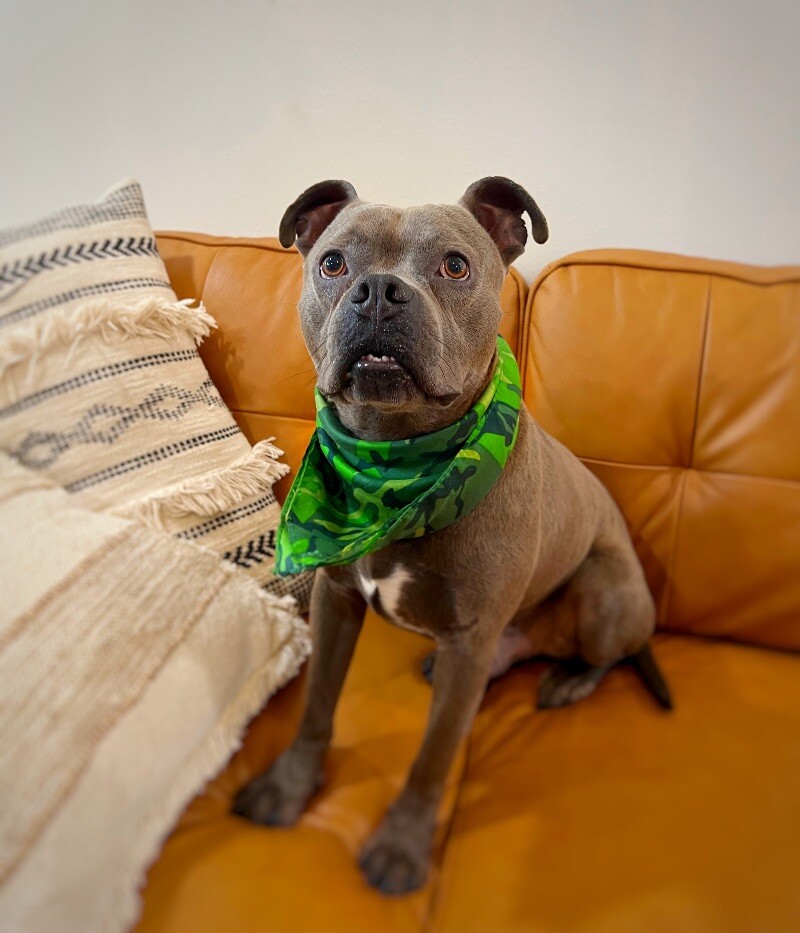 Dog for adoption - Xander Lane the Good Mini Pittie, a Pit Bull Terrier ...