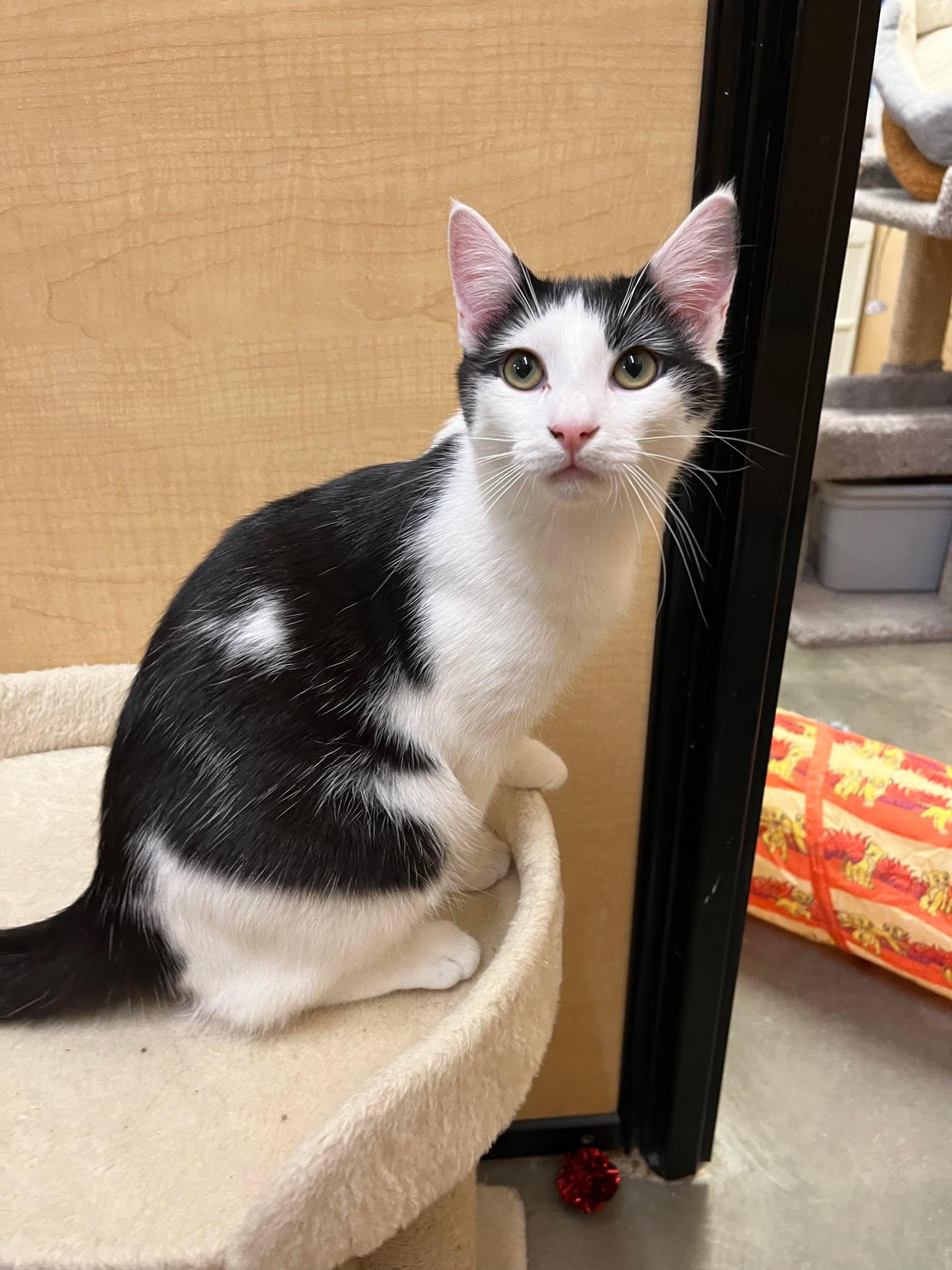 Cat for adoption - Meringue and Shortcake, a Domestic Short Hair in ...