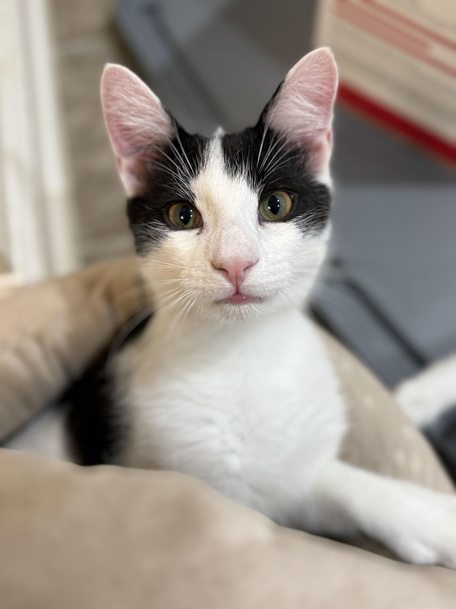 Cat for adoption - Meringue and Shortcake, a Domestic Short Hair in ...